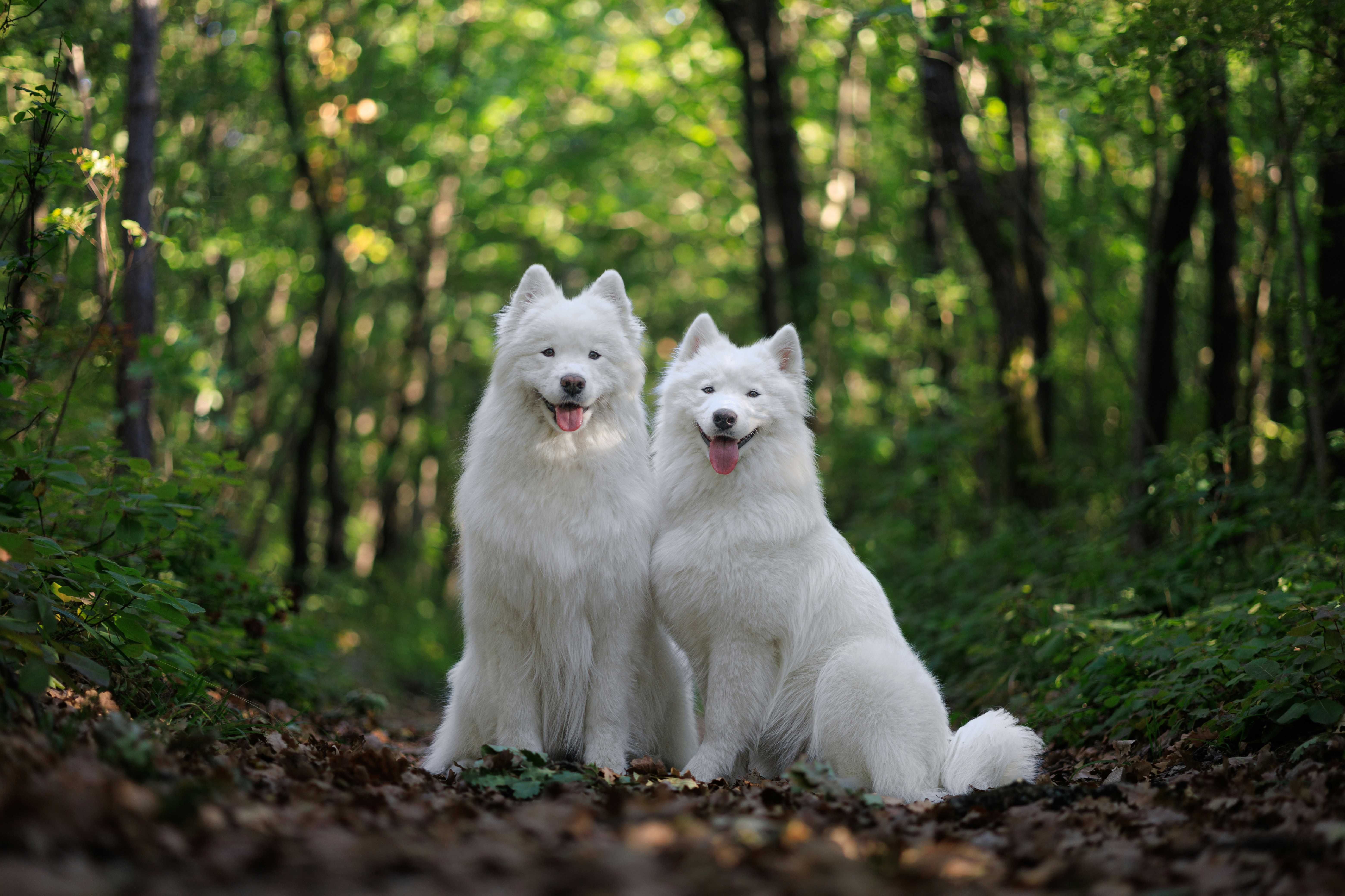 Two white dogs are sitting in the woods photo – Free Dog Image on Unsplash