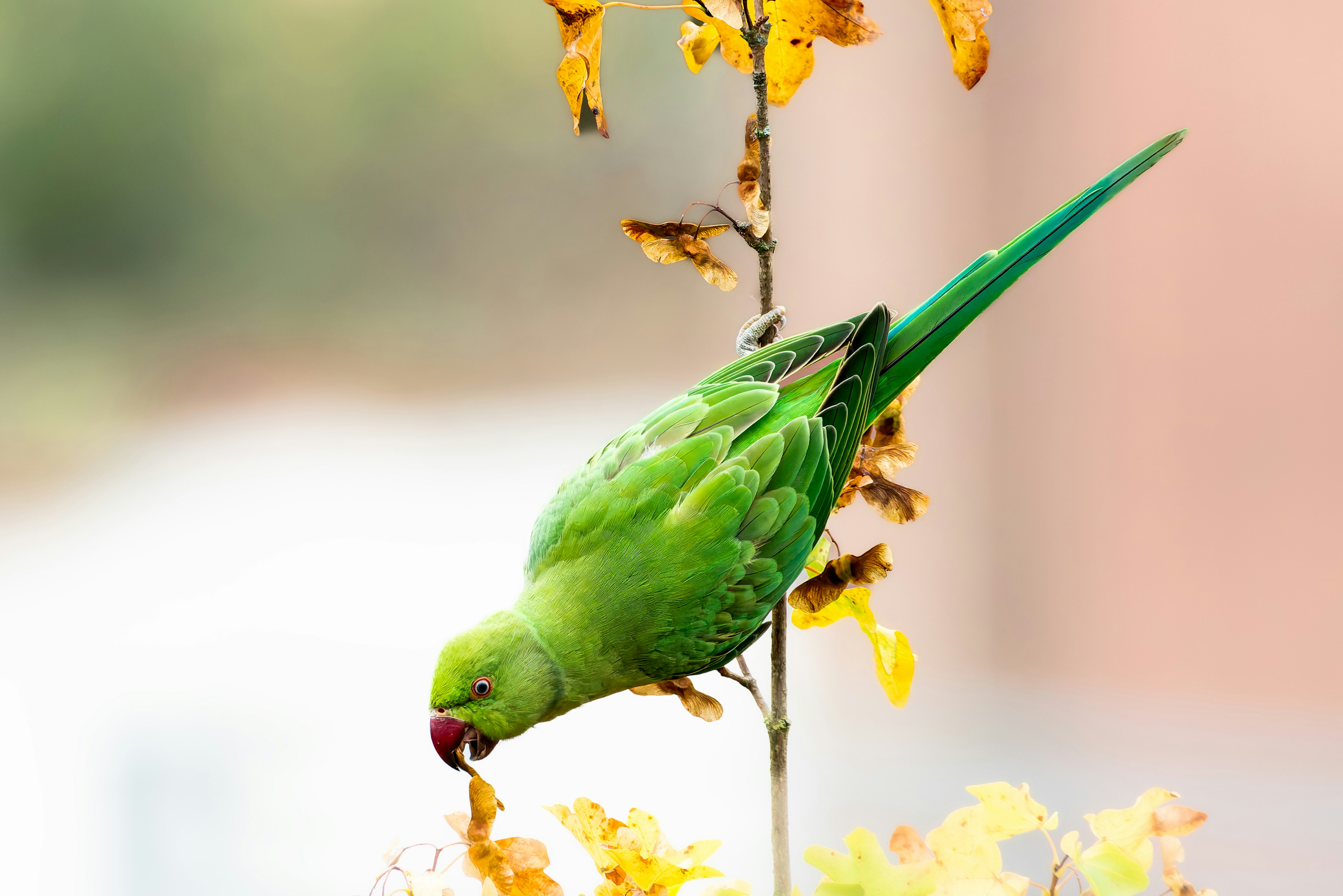 Emerald Parrot Dips Beak Into Autumn's Golden Frame