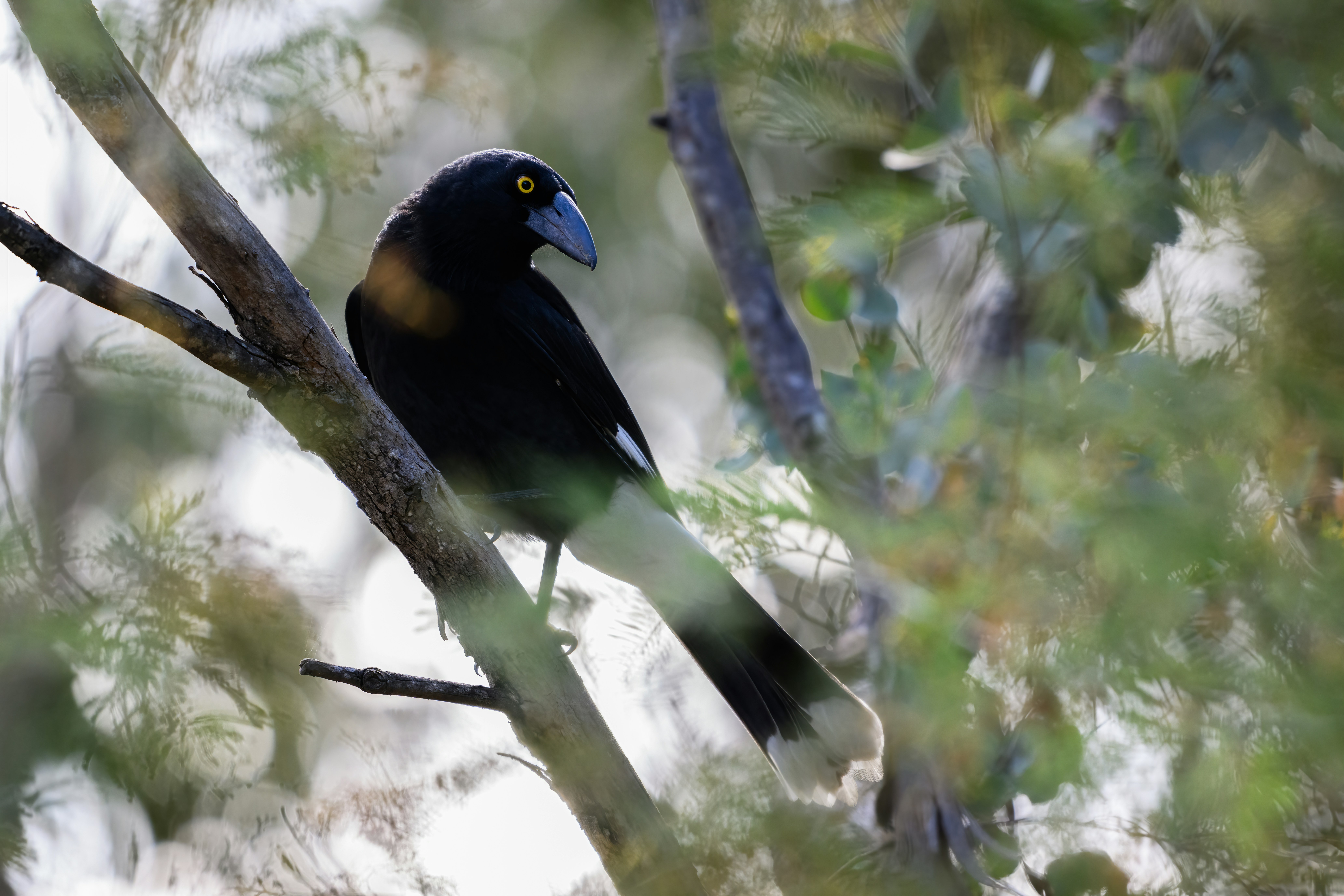 A black bird sitting on top of a tree branch photo – Free Animal Image ...