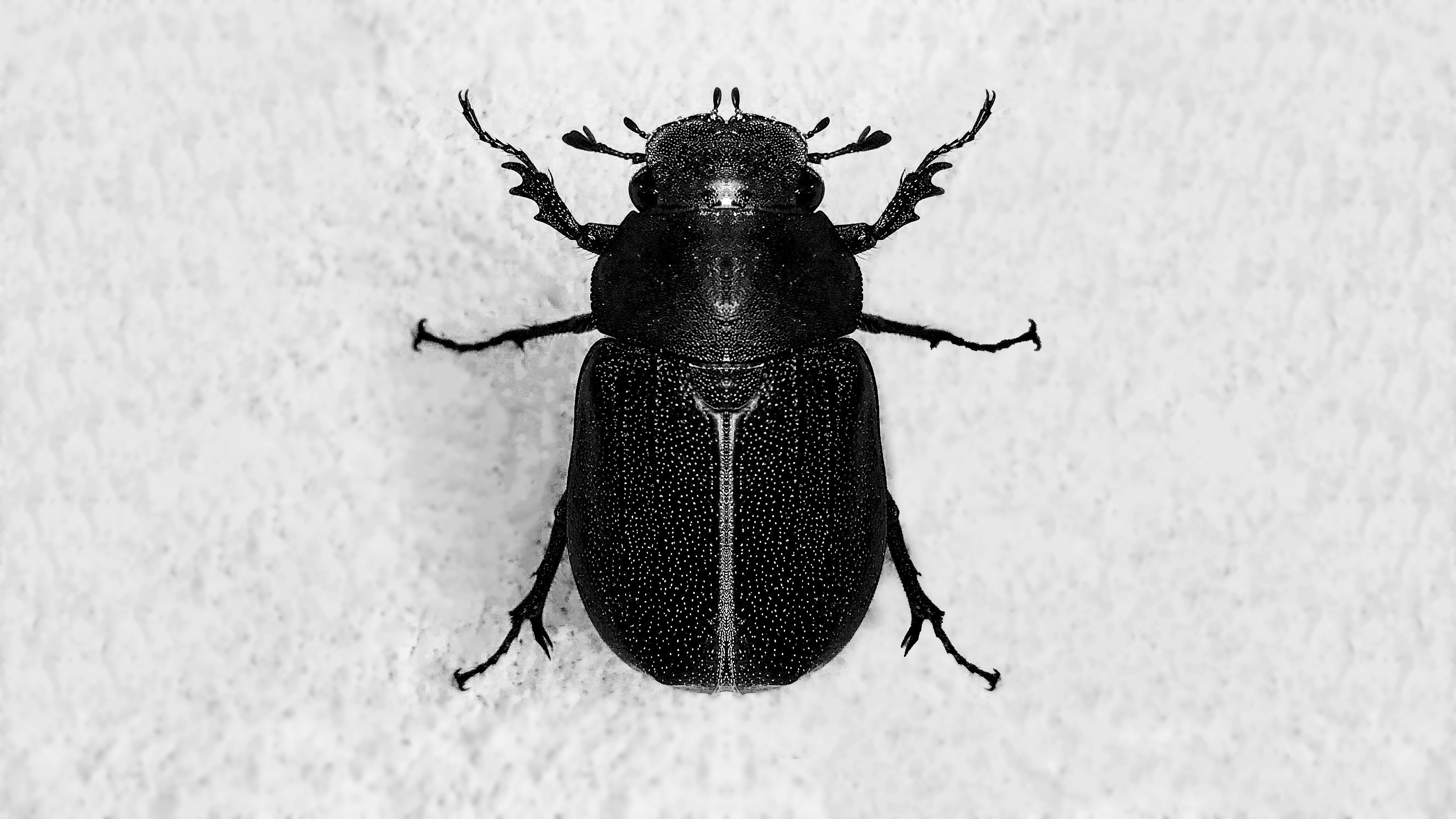 Midnight Carapace on White: A Macro Portrait of a Dotted Beetle