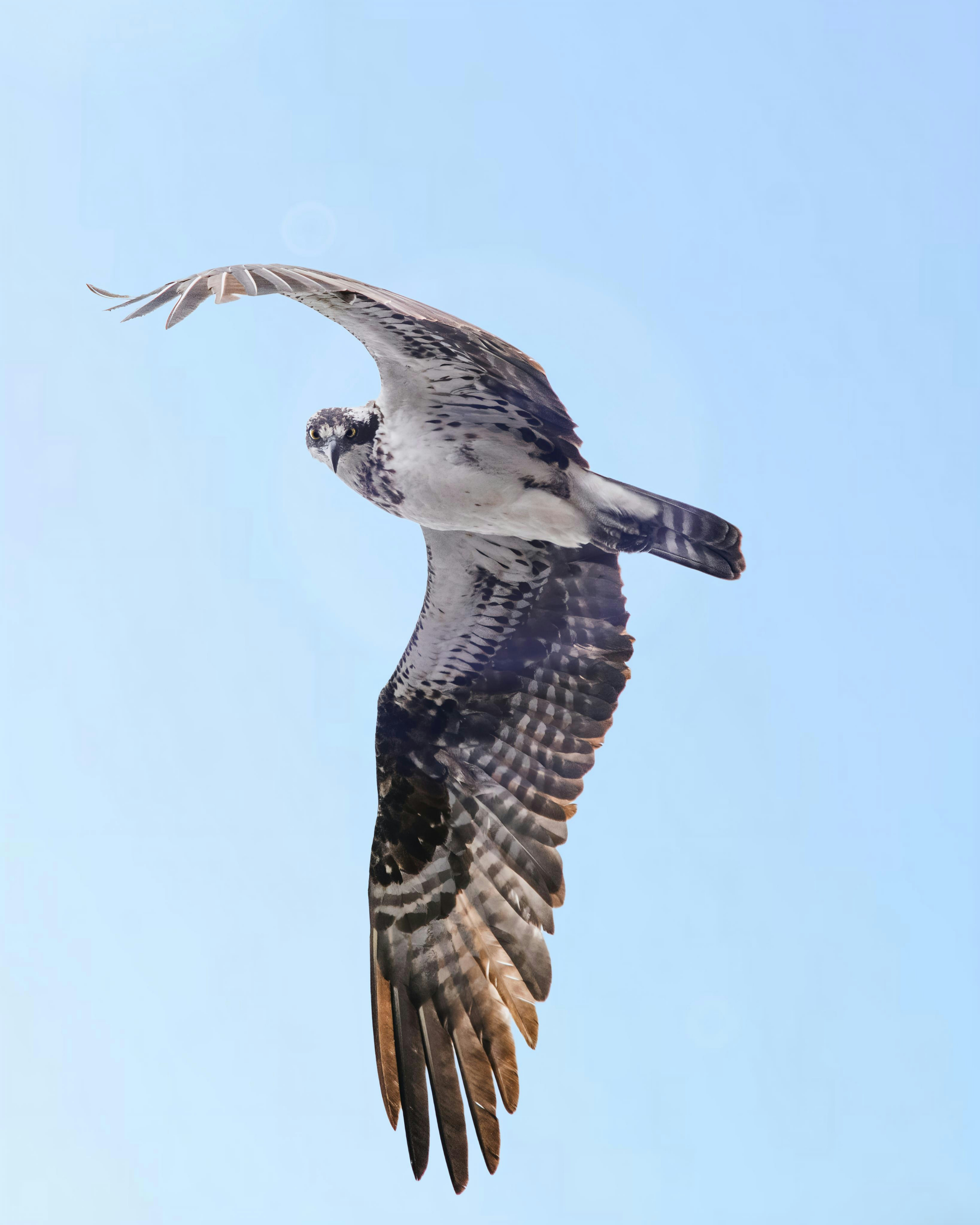 A large bird flying through a blue sky photo – Free Animal Image on ...