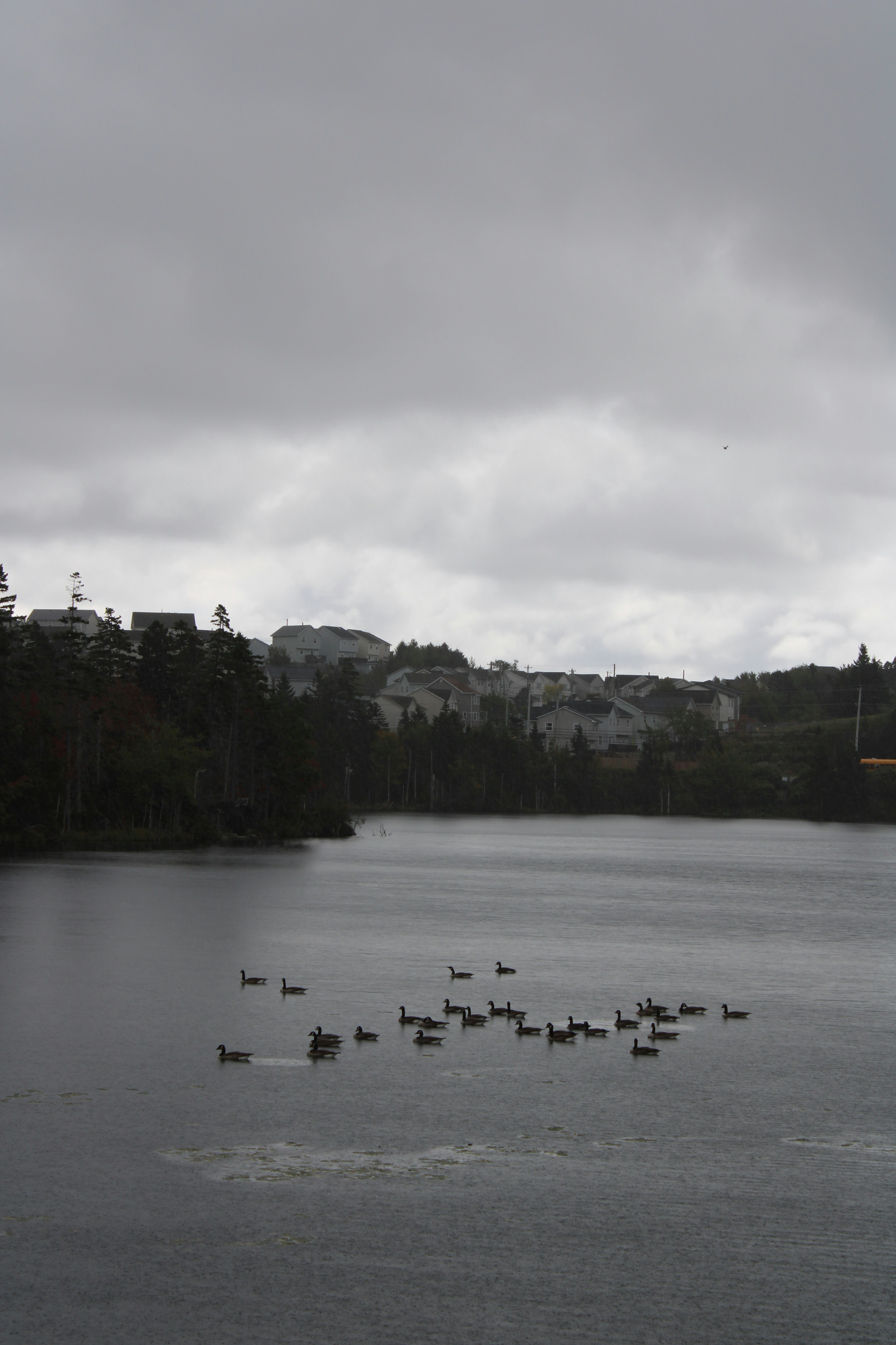 Ducks on a Quiet Lake Beneath a Cloudy Suburban Skyline