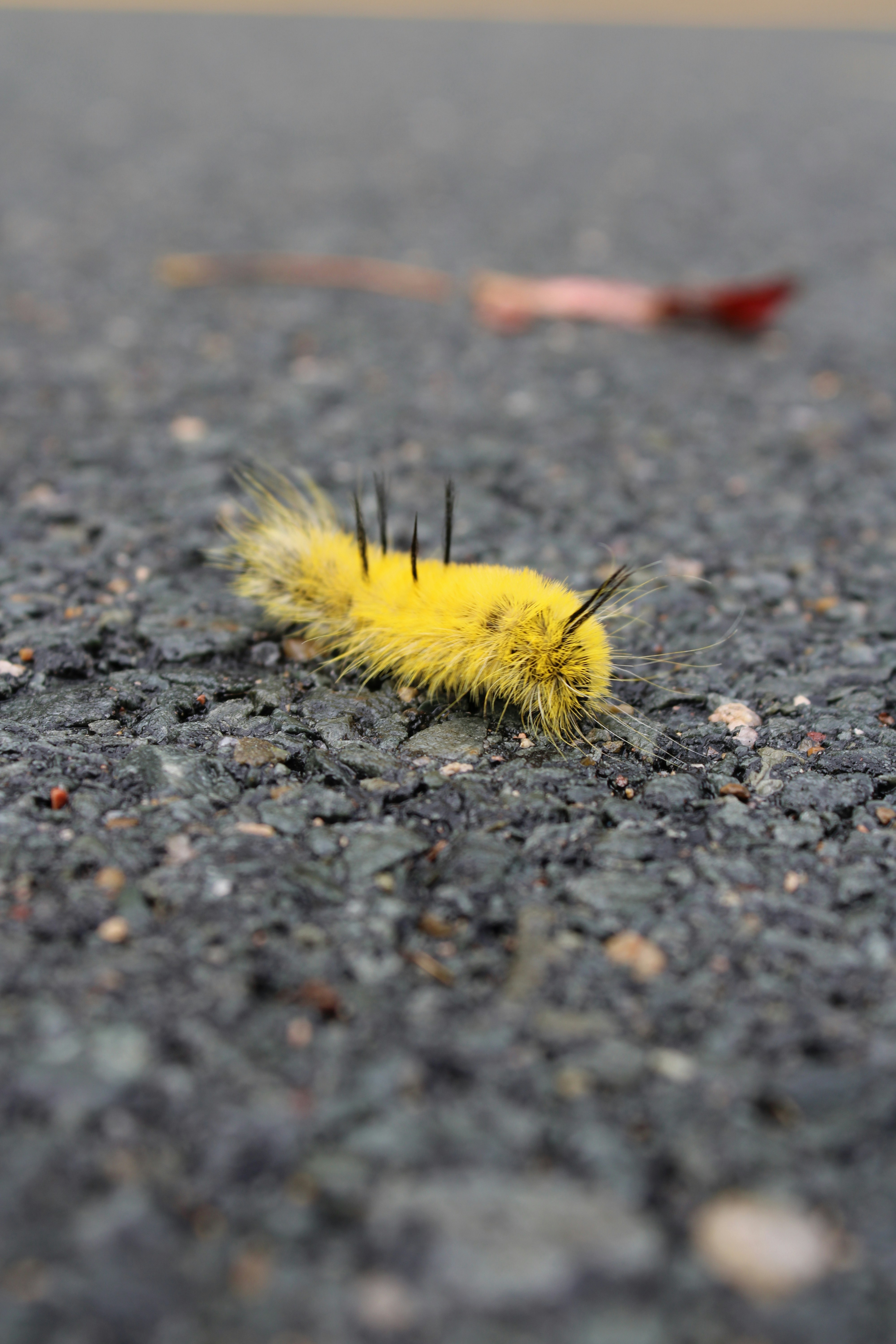 Neon-yellow Furry Caterpillar on Rough Asphalt: A Micro Moment