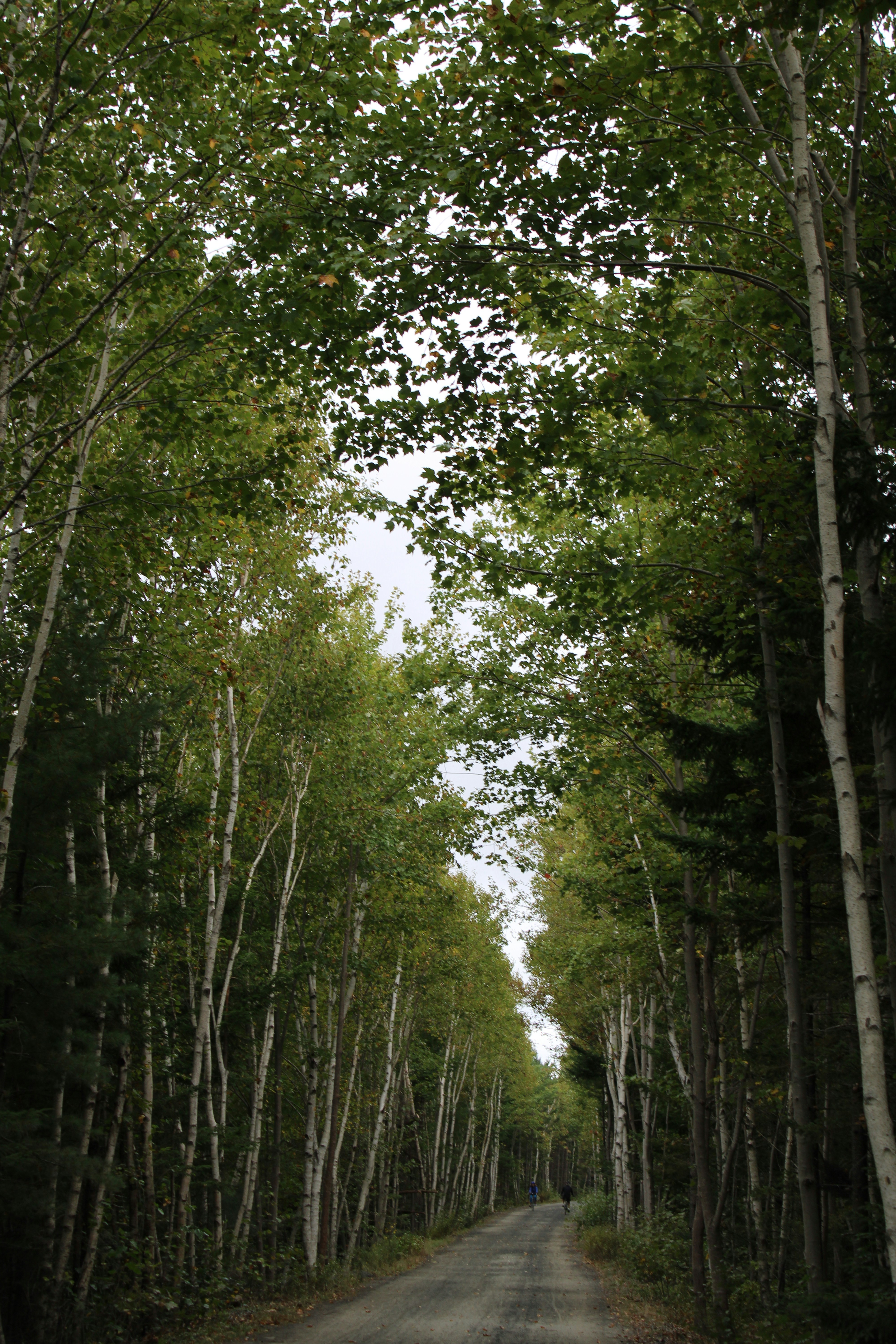 Birch-Tree Corridor: A Gravel Road Toward Dappled Light