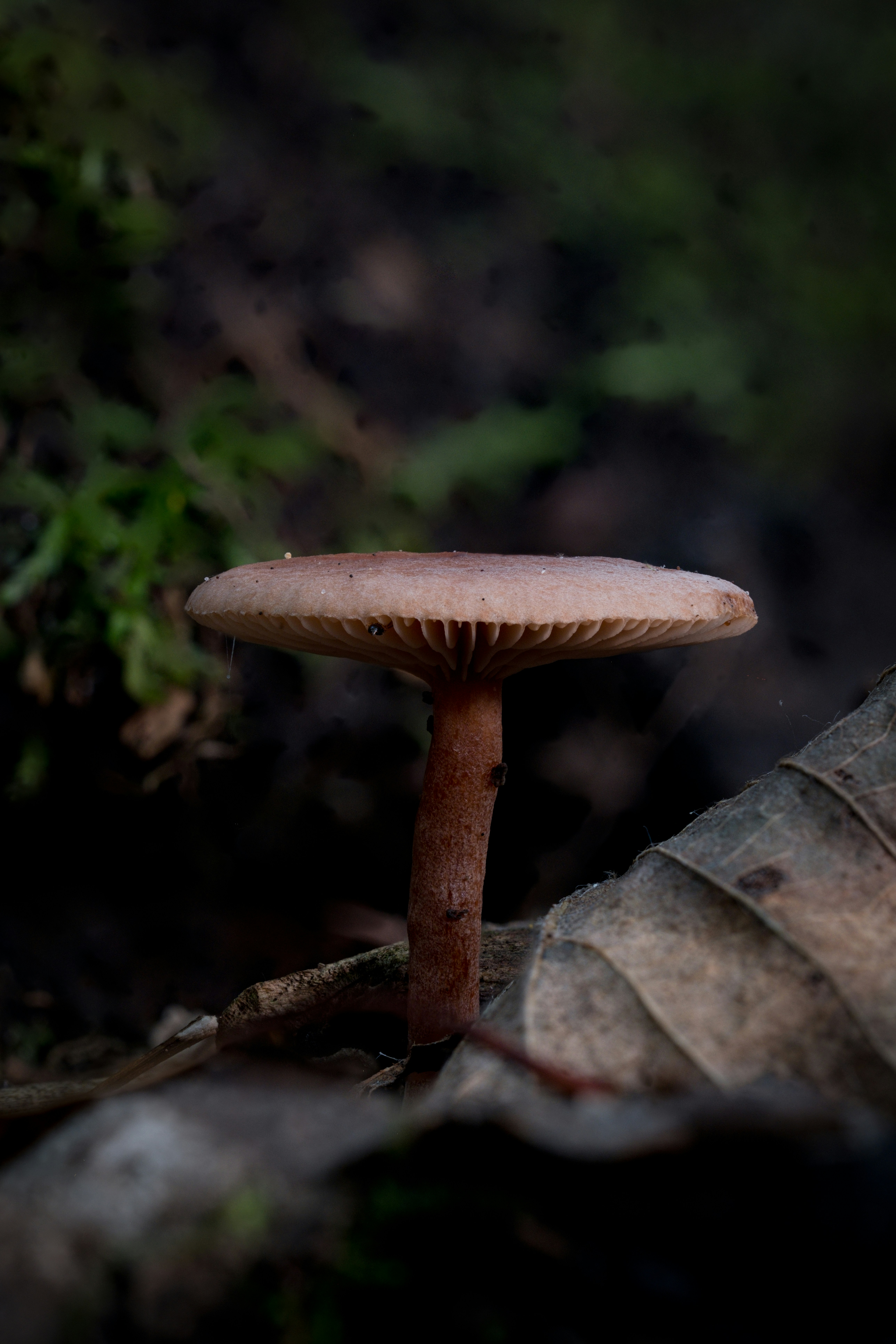 Lone Mushroom on a Leaf-Strewn Forest Floor