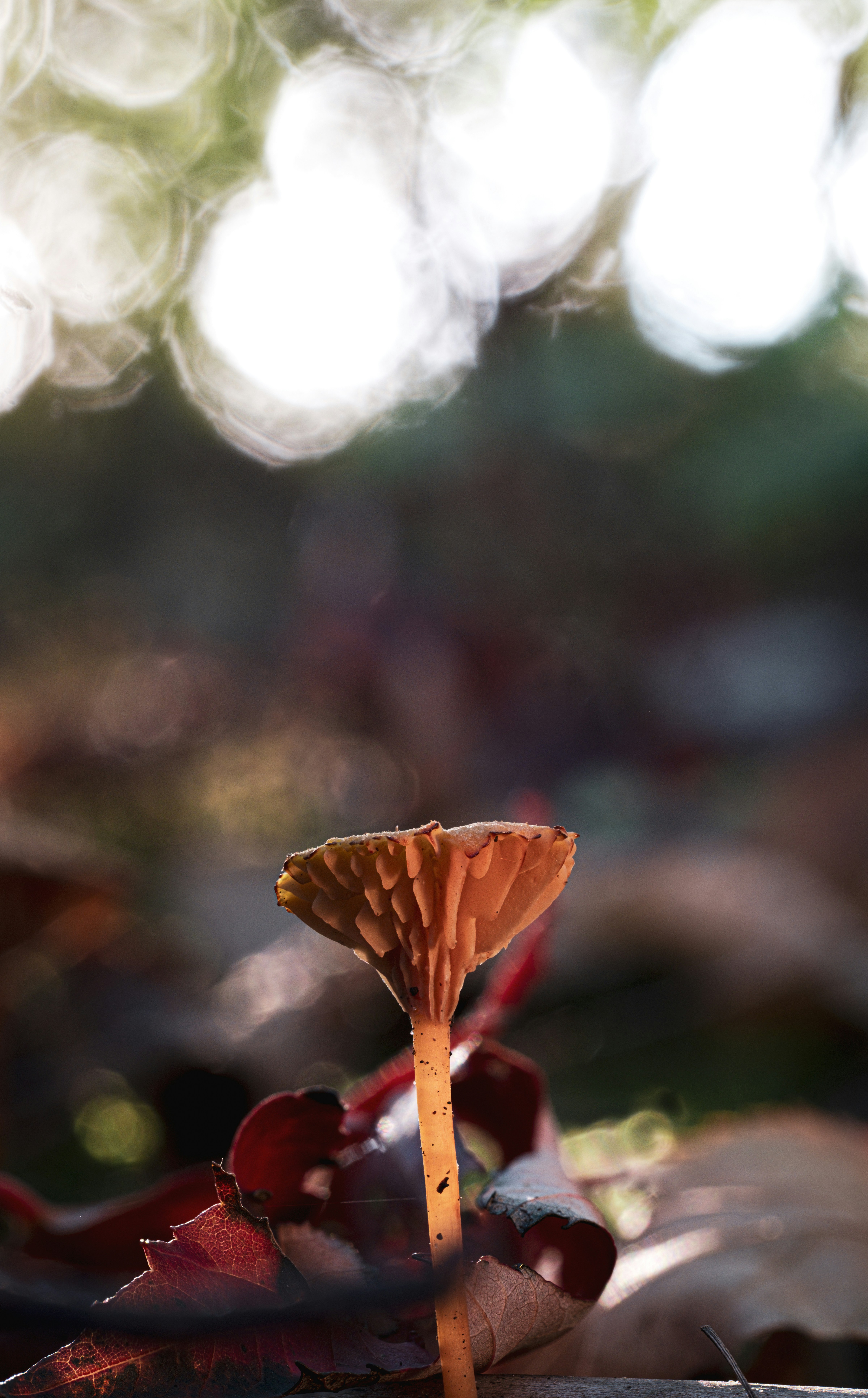 Amber Gilled Sentinel Rising from Crimson Leaves