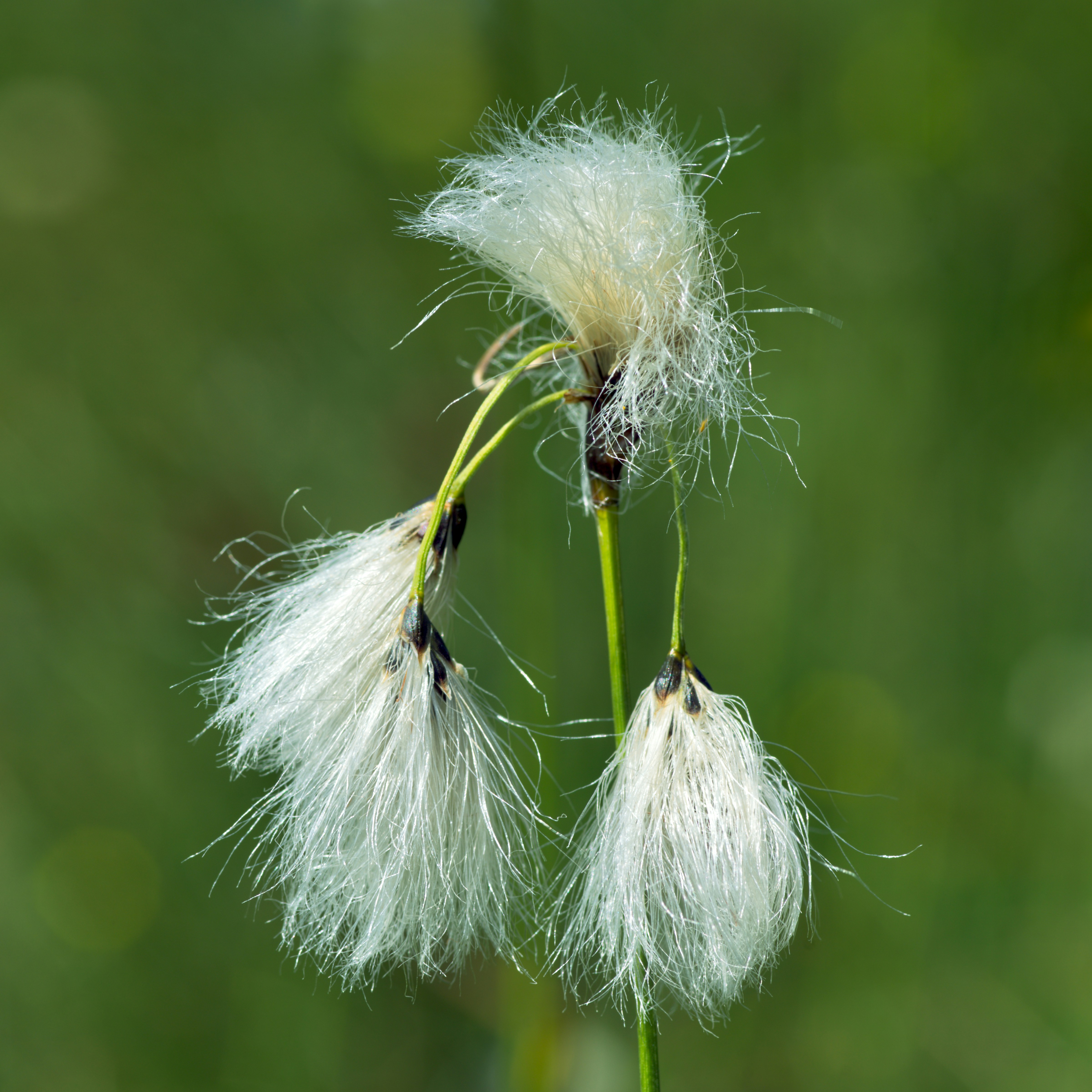 Three Silk-Tipped Seed Heads Against a Quiet Green Backdrop