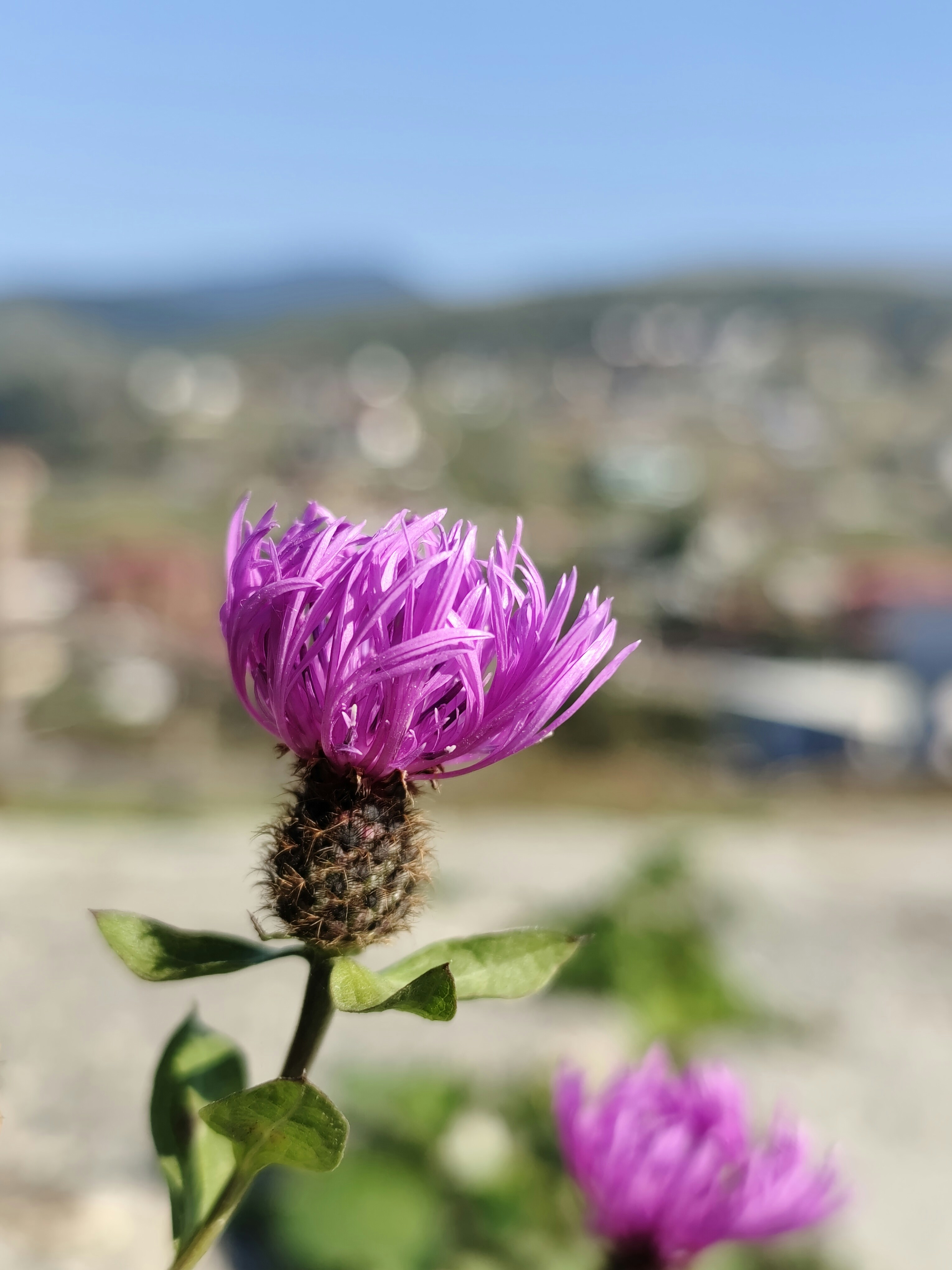 Vivid purple thistle bloom dominates the foreground, with a softly blurred, sunlit cityscape in the background.