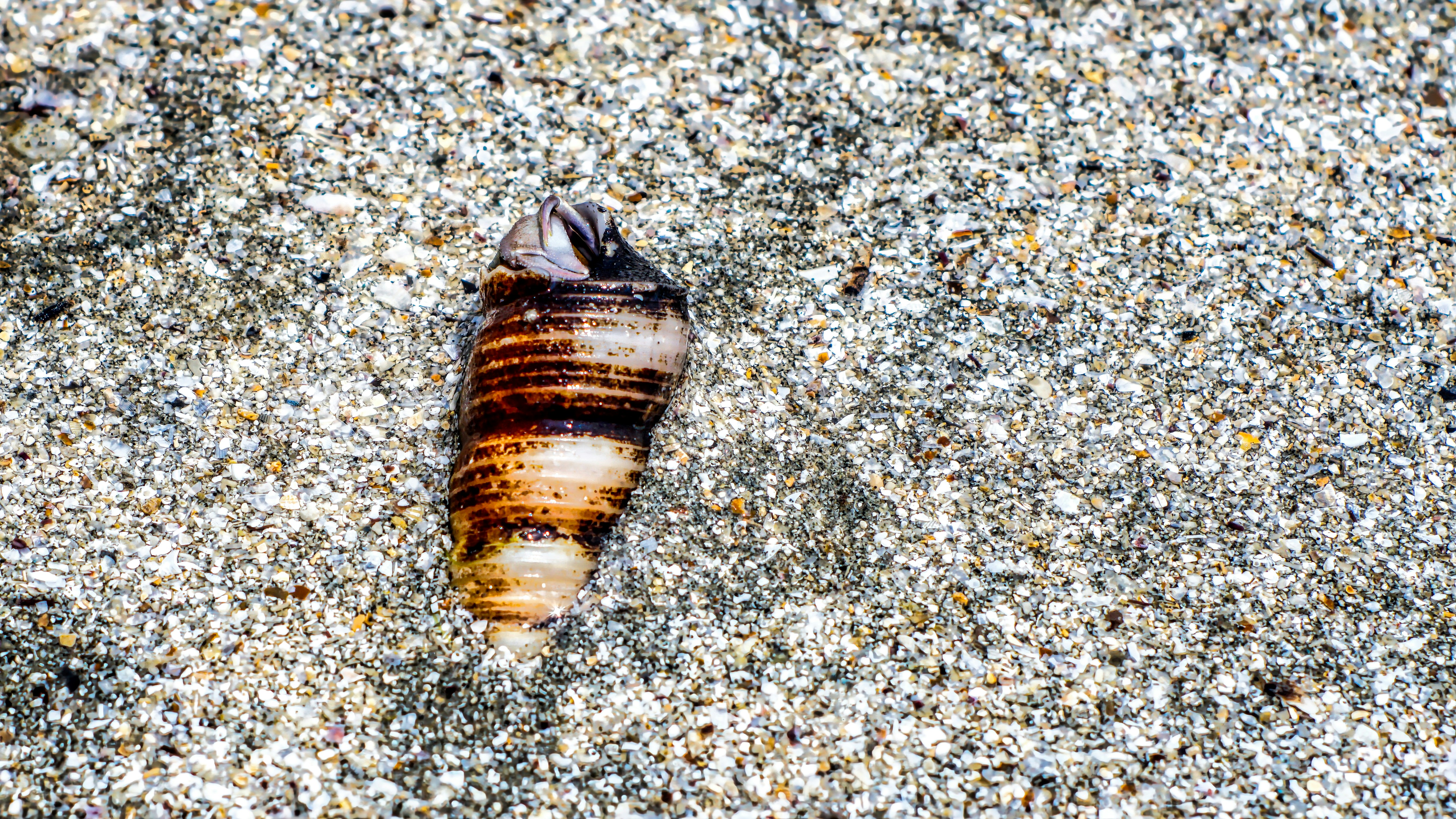 A brown and white shell laying on top of a sandy beach photo – Free ...