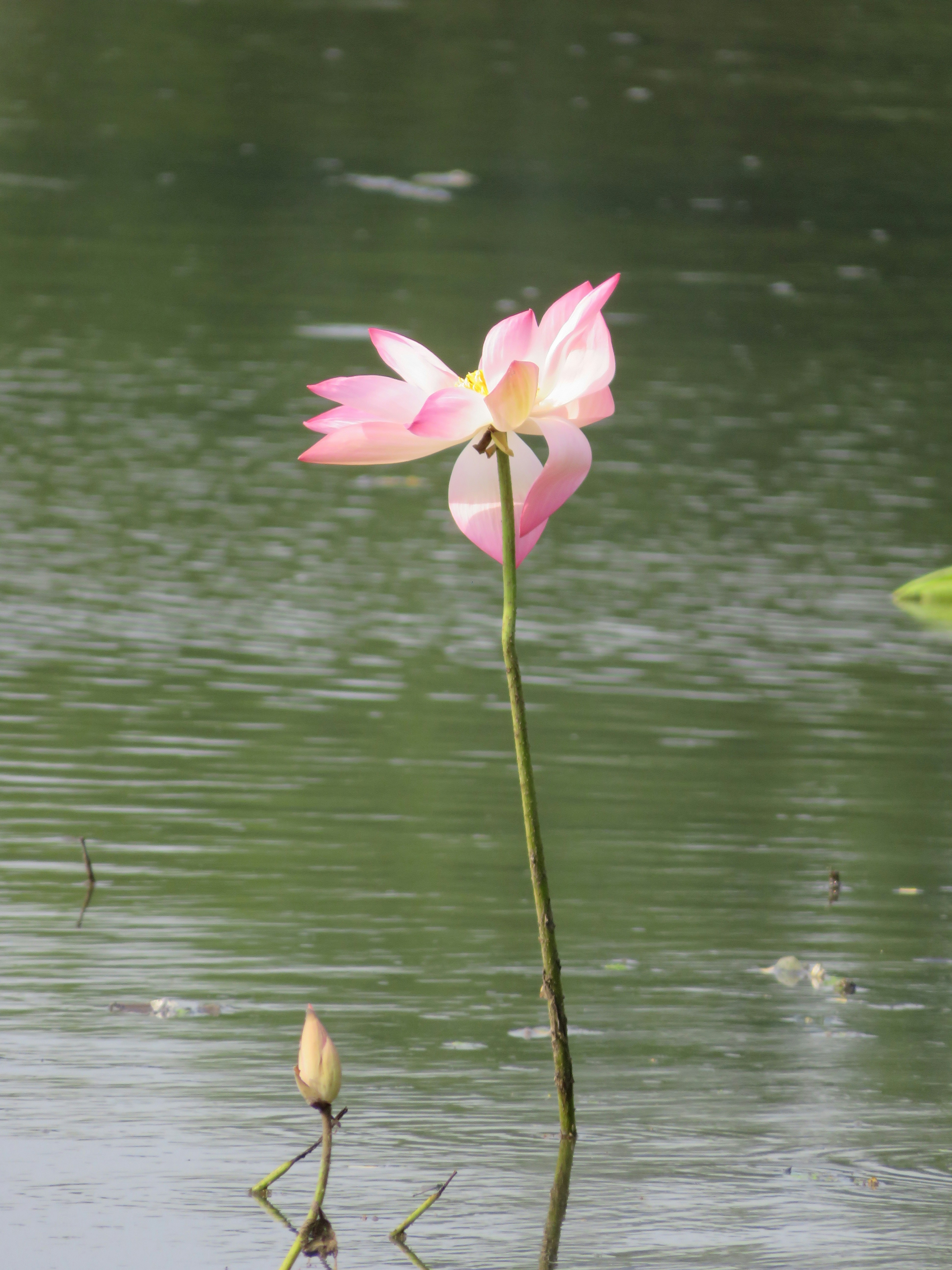 Lone Pink Lotus Piercing the Pond's Quiet Mirror