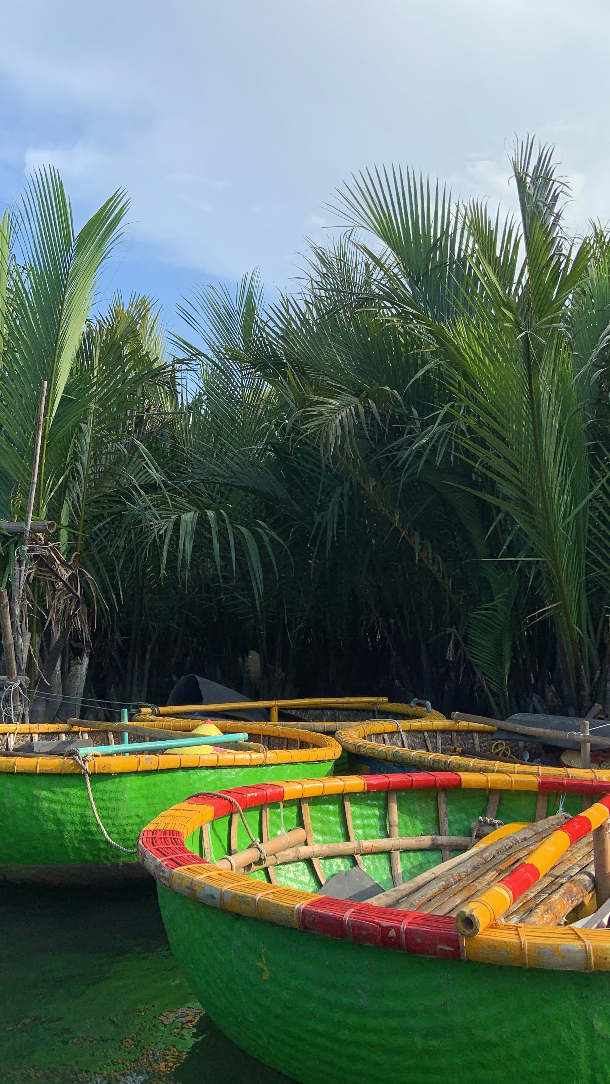 Rainbow-Rimmed Boats Quietly Docked Under Palm Shadows