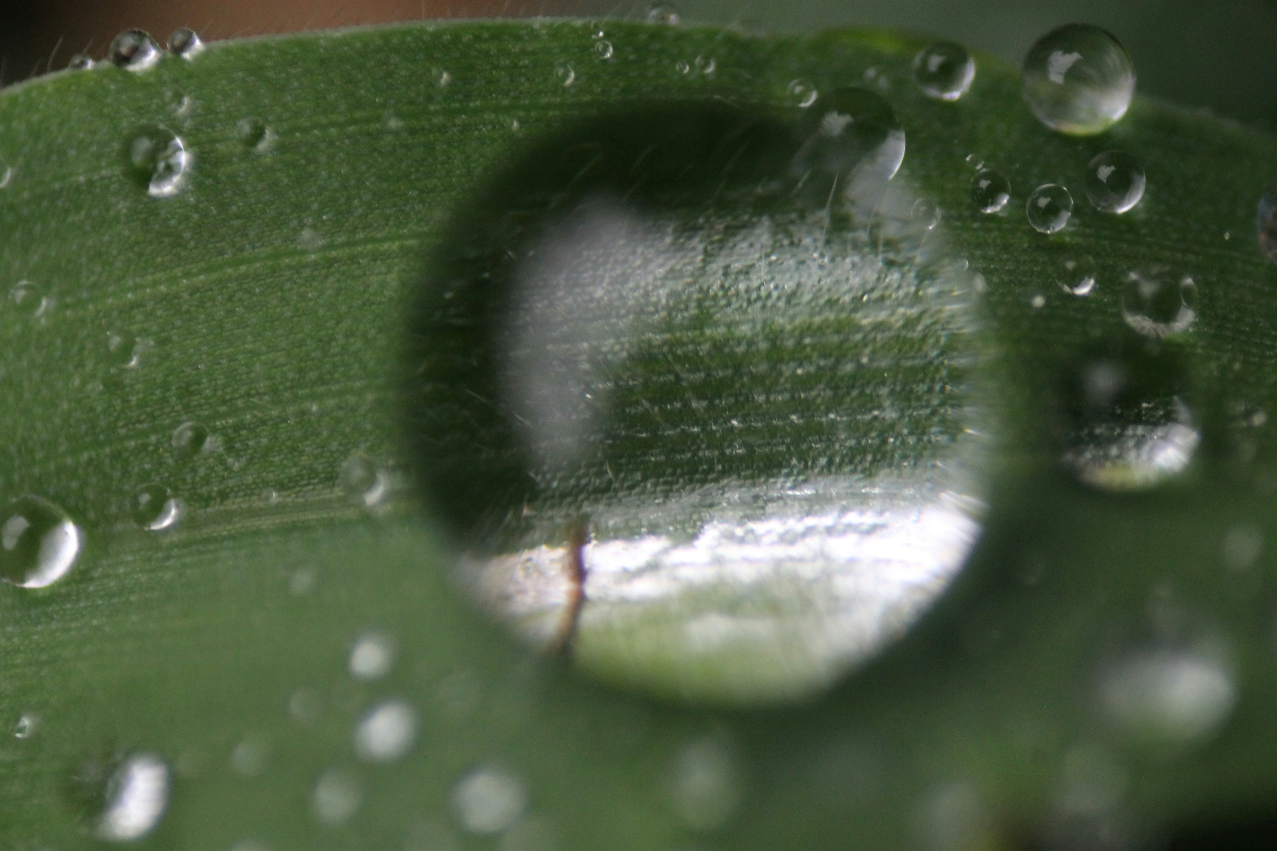 Nature's Lens: Raindrop Reflections