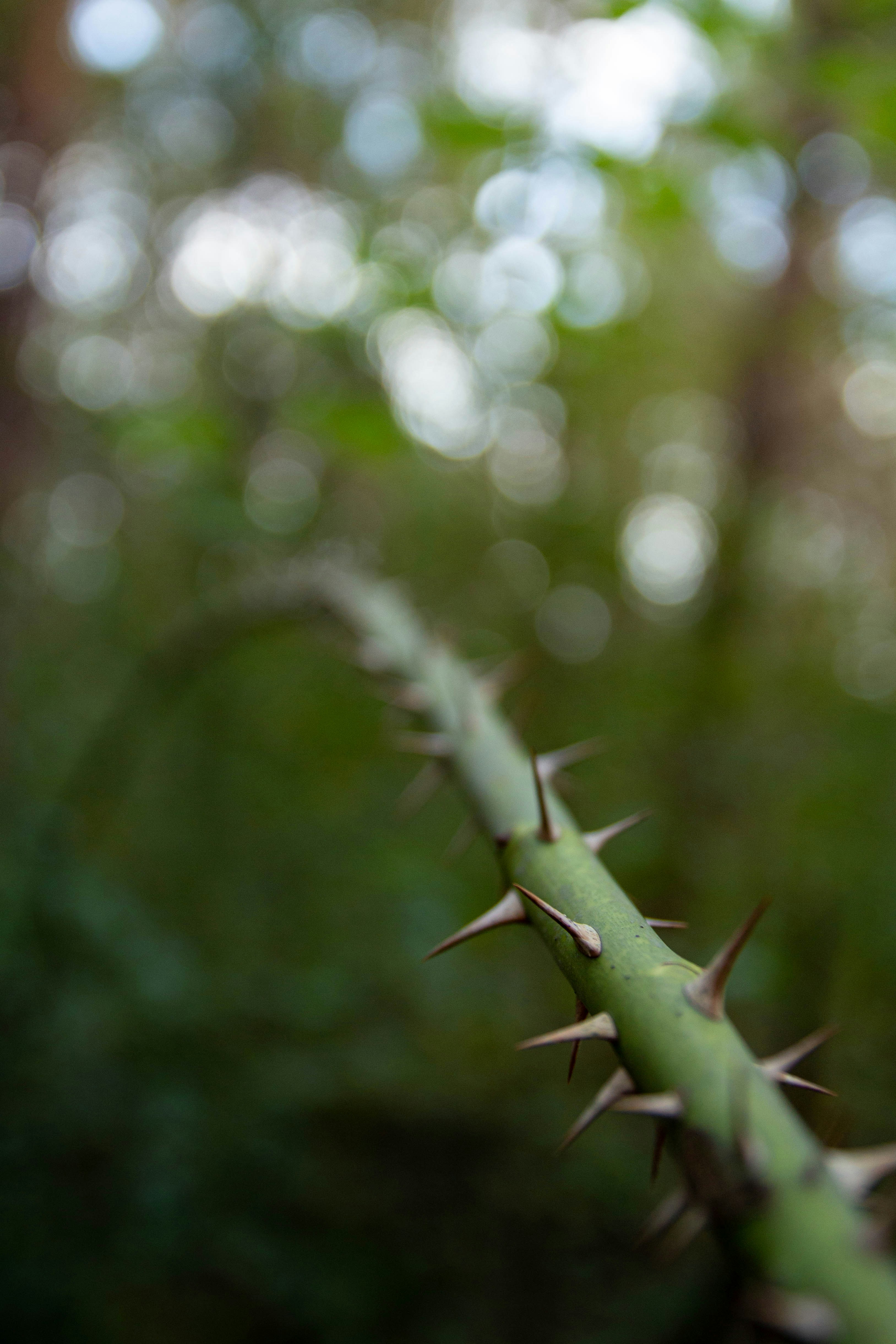 Un primer plano de una planta espinosa en un bosque foto – Imagen de ...