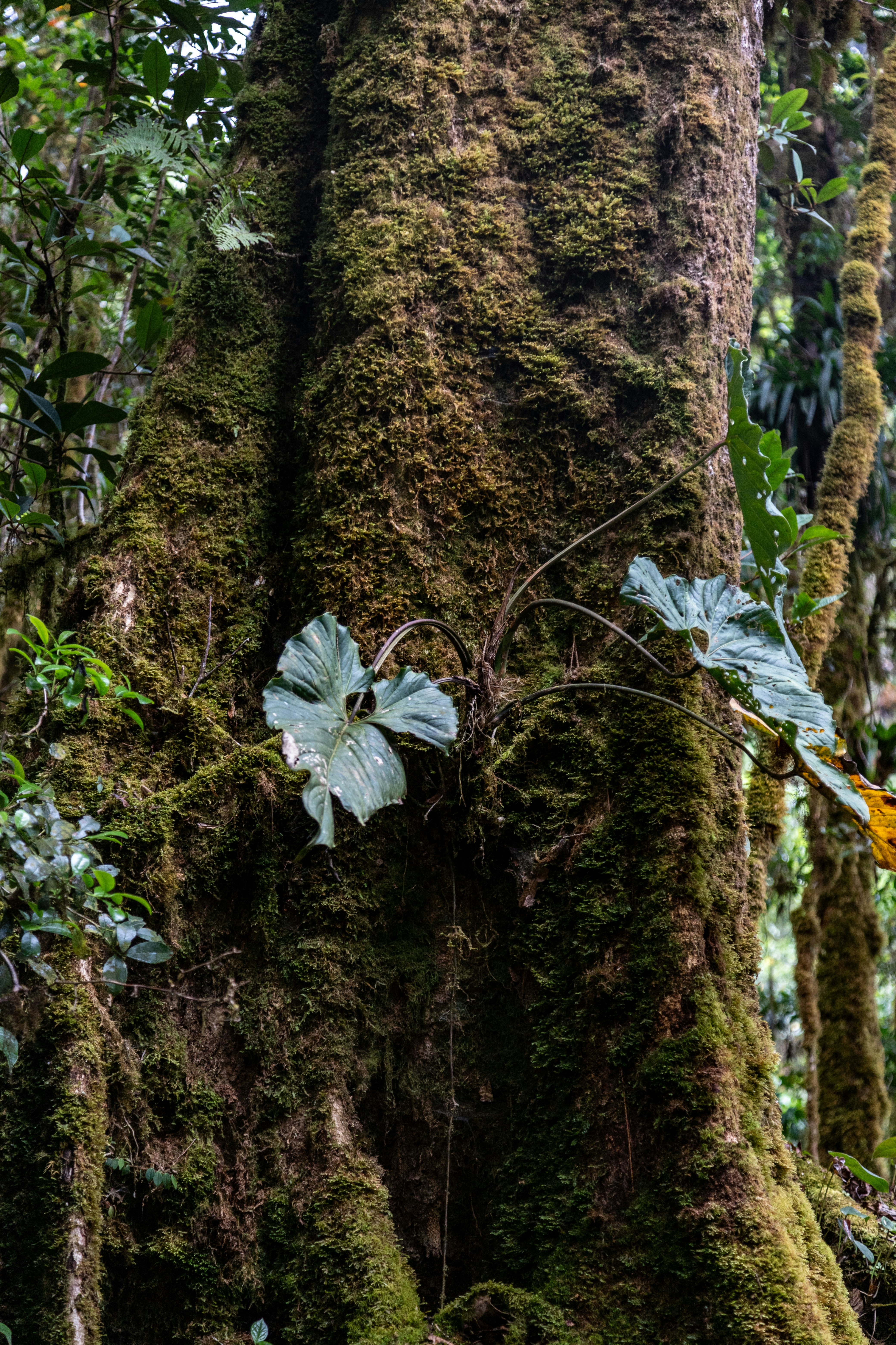 Moss-Cloaked Monolith: A Forest’s Quiet Testimony