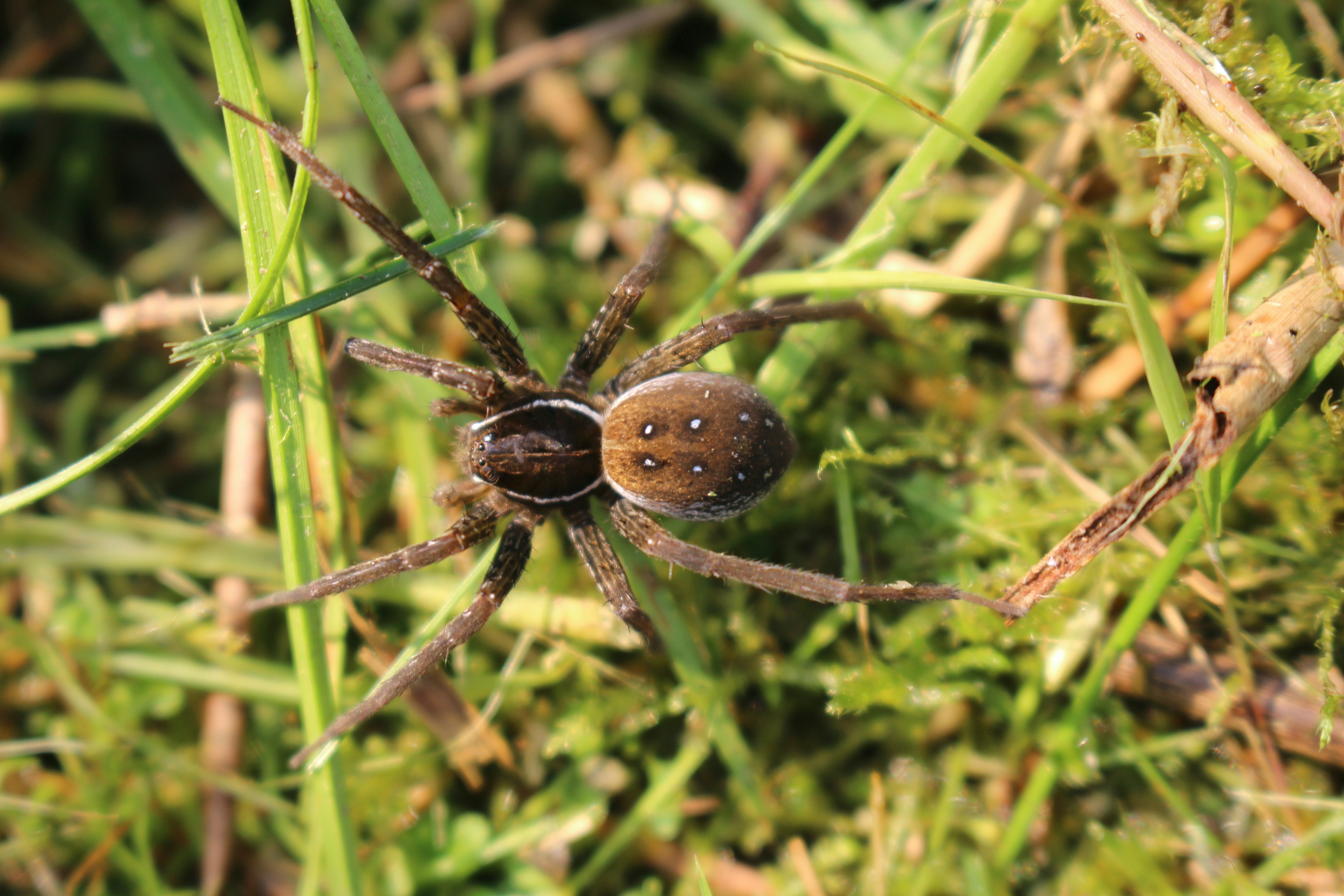 Macro Portrait of a Brown Orb-Weaver Amid Moss and Grass