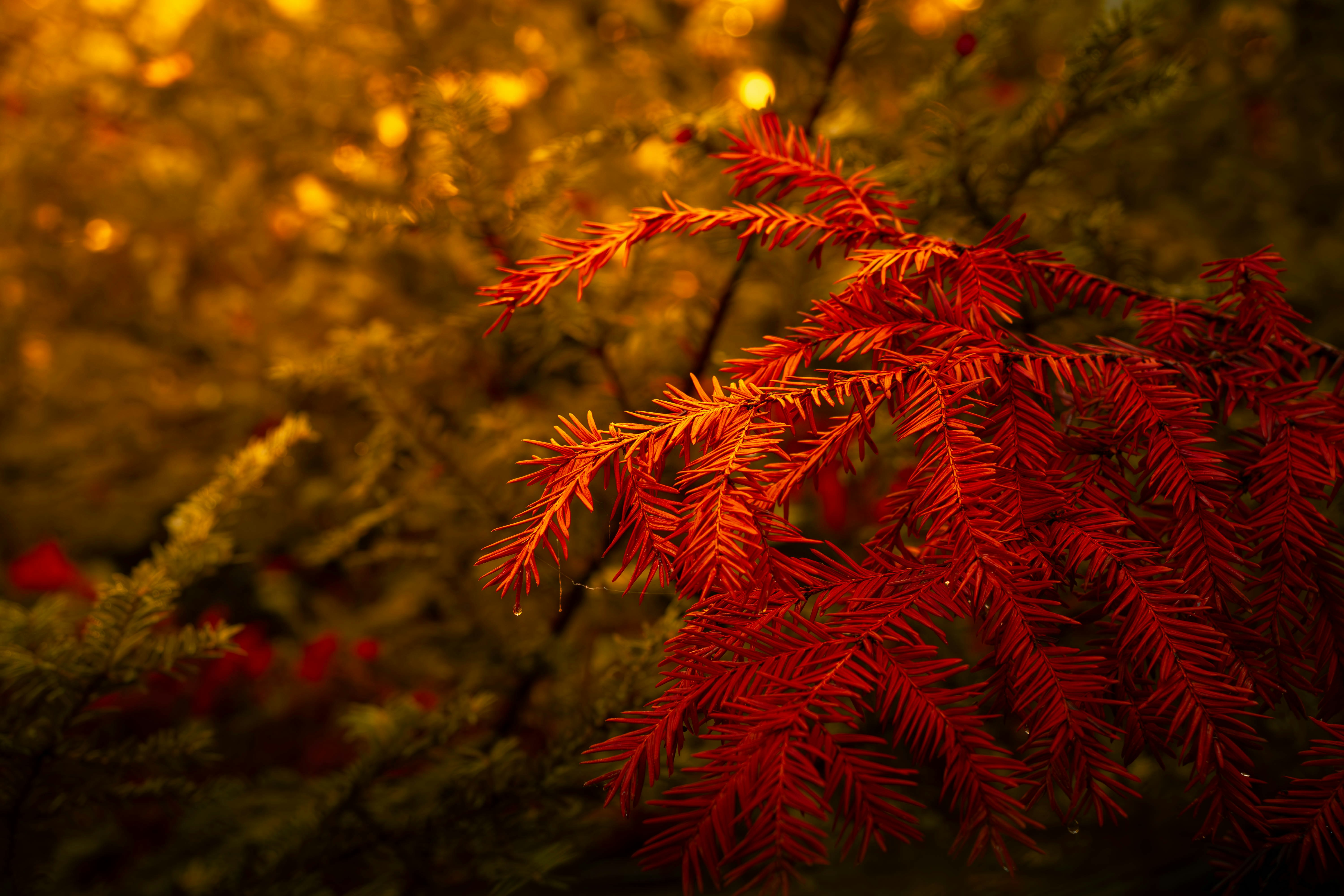 Autumn's Fiery Embrace