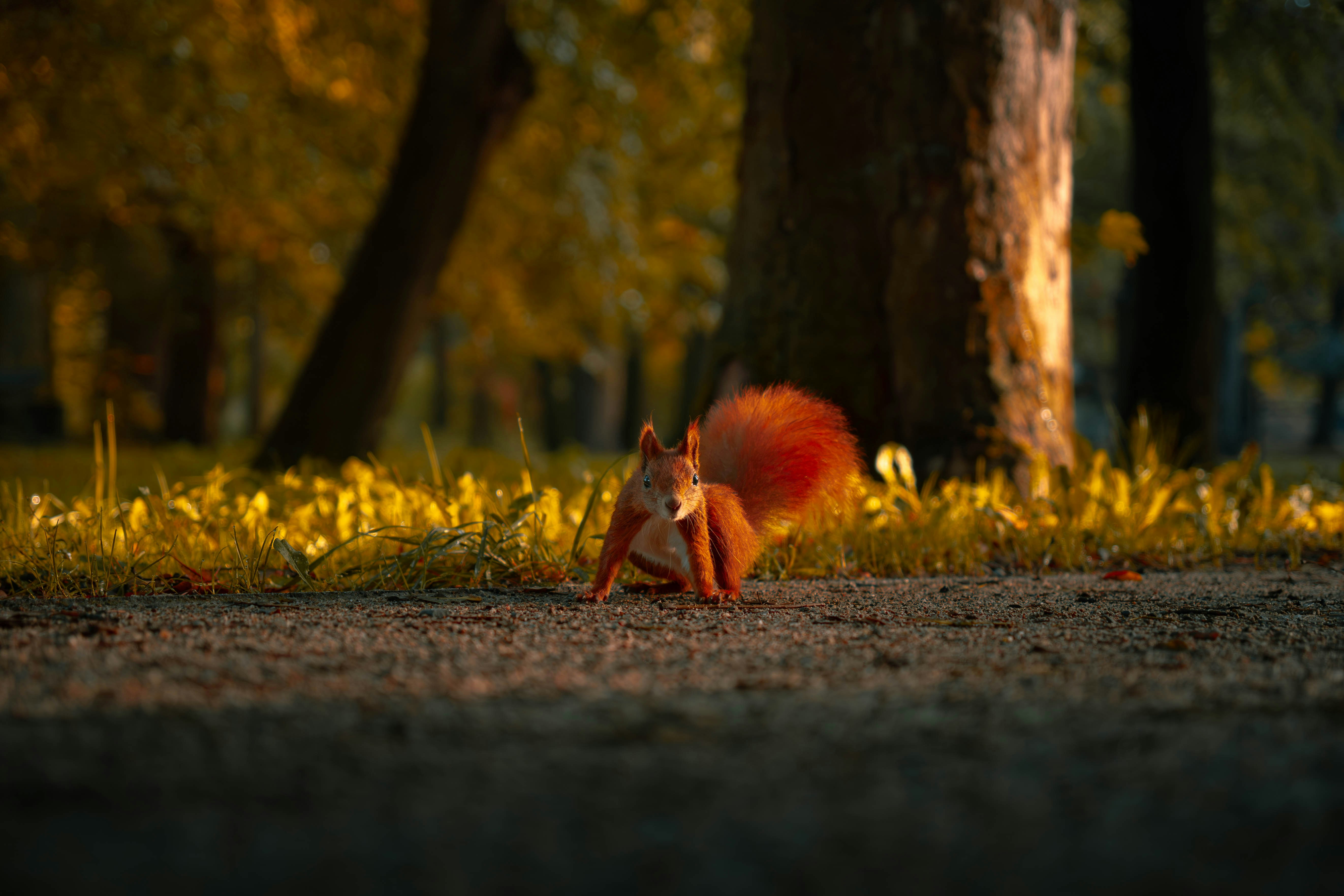 Amber Quiet on a Sunlit Forest Path