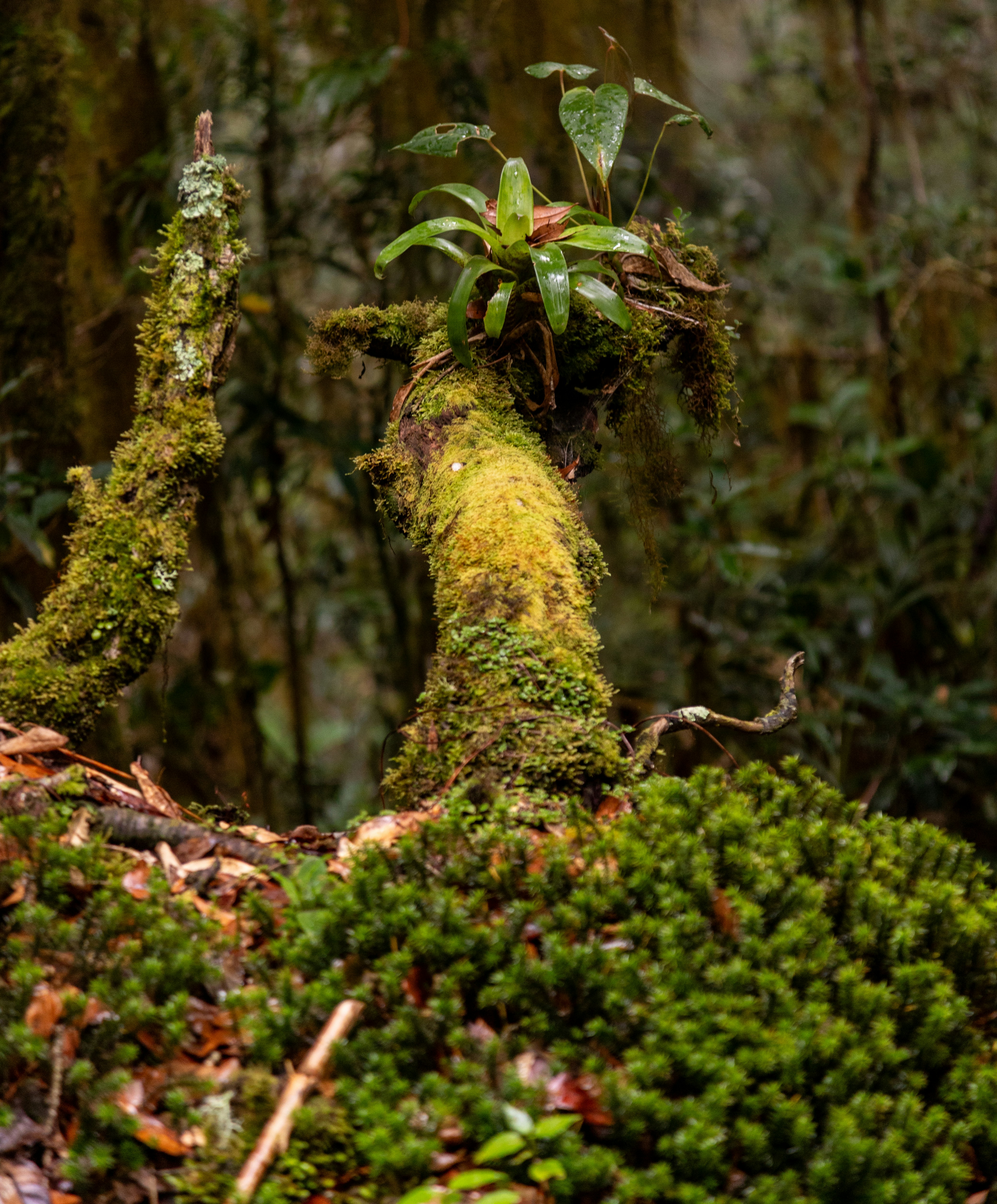 A moss covered tree trunk in the middle of a forest photo – Free Páramo ...