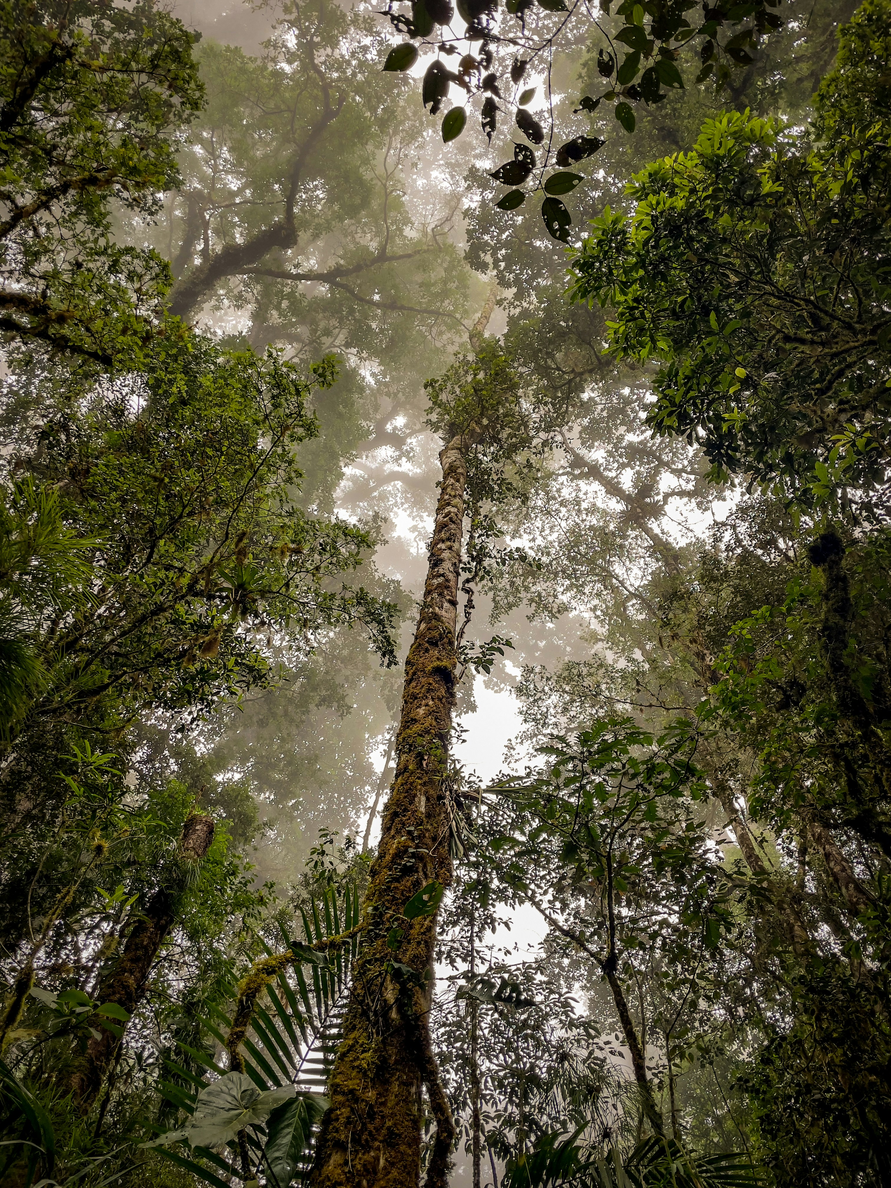 Canopy Cathedral in Mist: Ascending Through Rainforest Giants