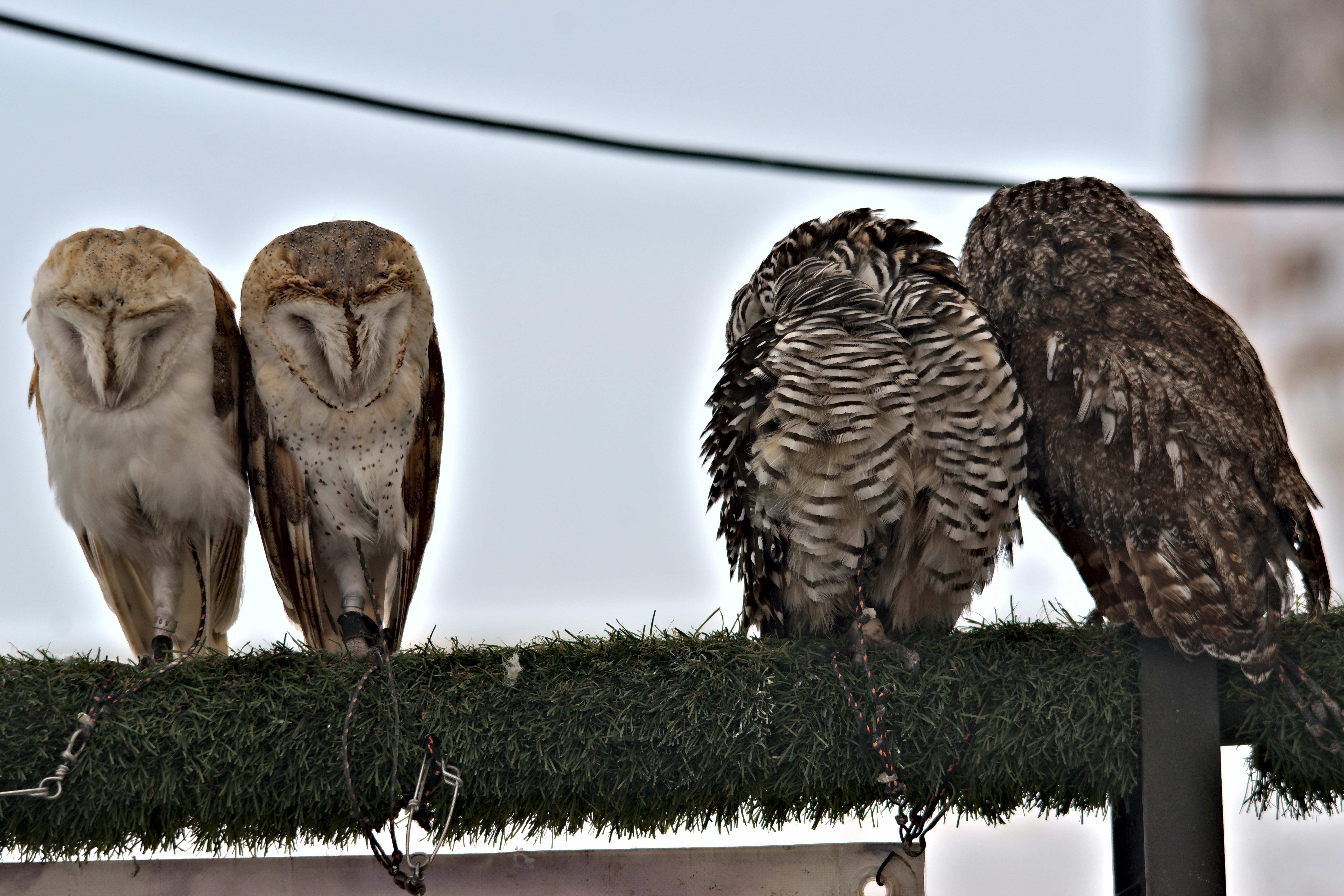 Mossy-Perch Quartet: Owls on a Weathered Beam