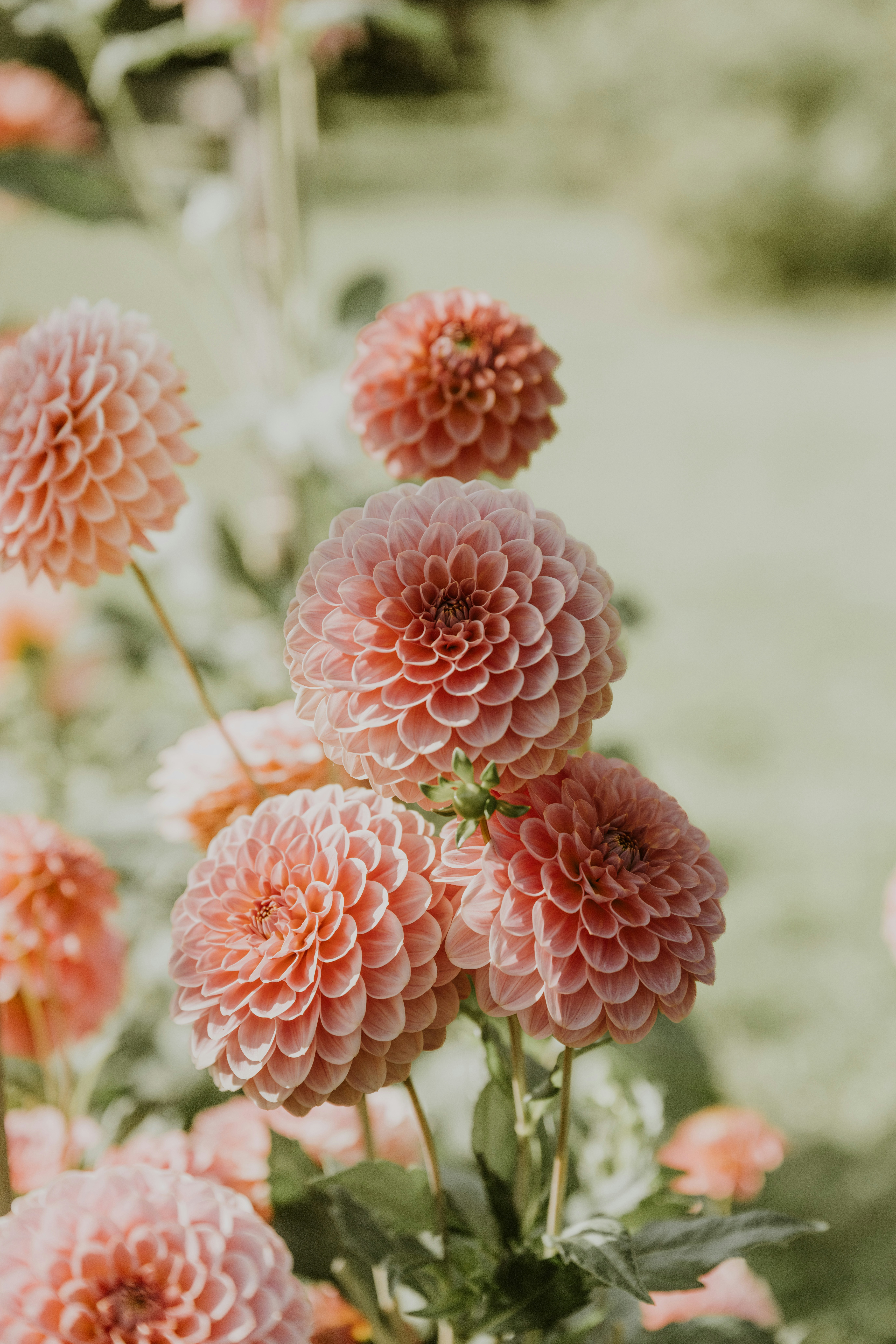 Clusters of vibrant pink dahlias showcasing intricate petal patterns against a soft green backdrop.