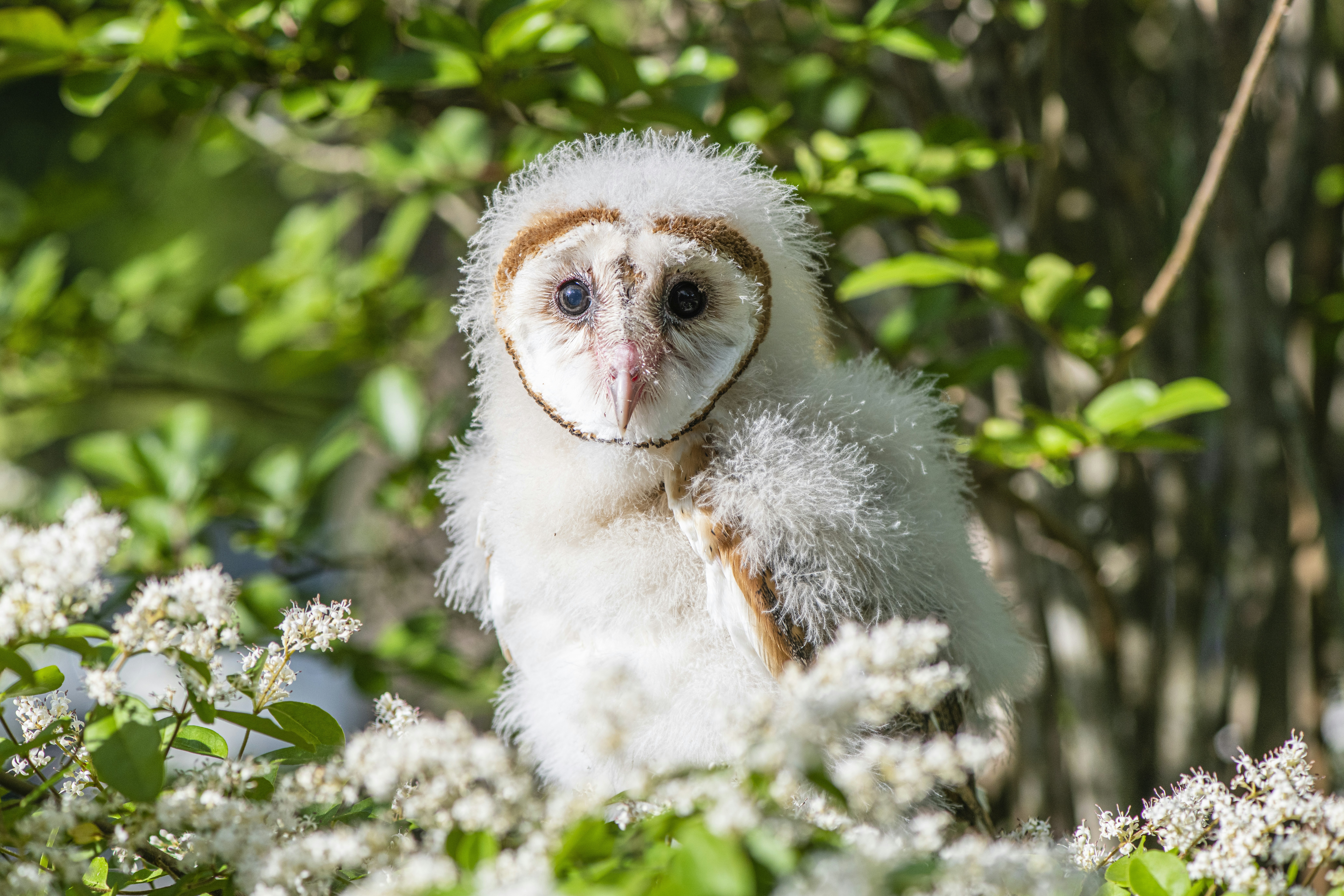 Gaze Beneath White Blossoms: A Barn Owl Chick in Spring Light