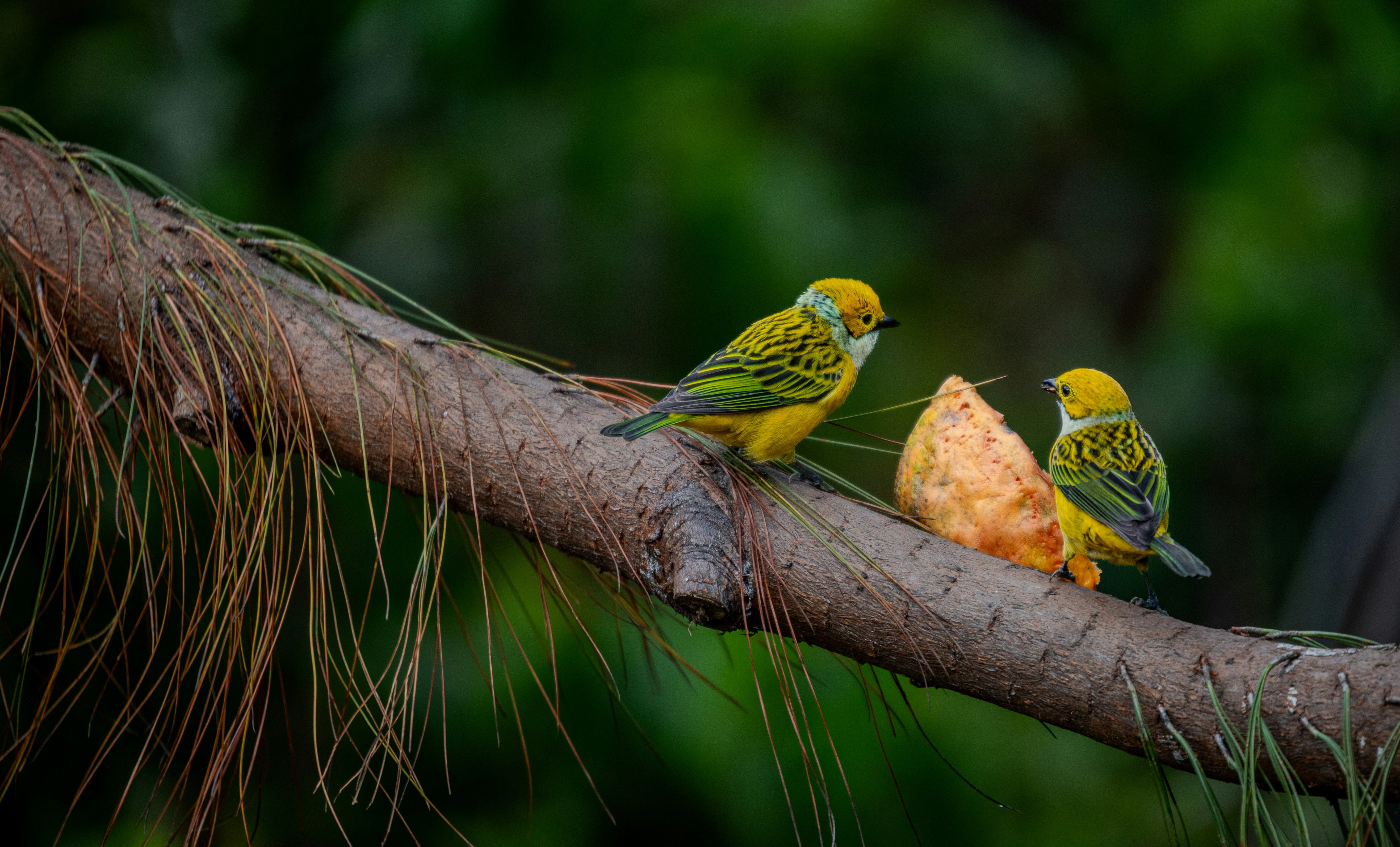 Two Yellow-green Finches Perched on a Slanted Branch