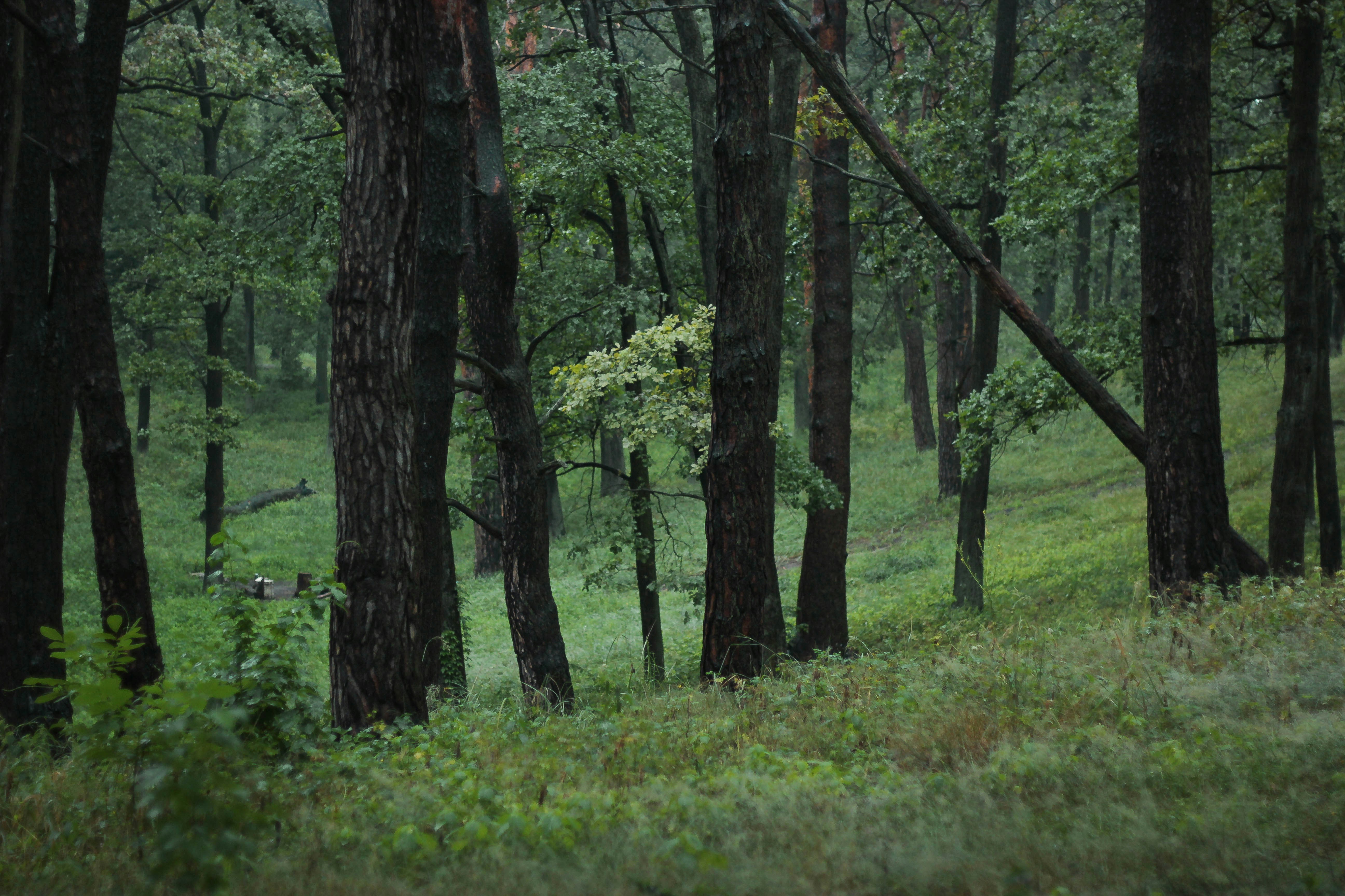 A lush green forest filled with lots of trees photo – Free Forest Image ...