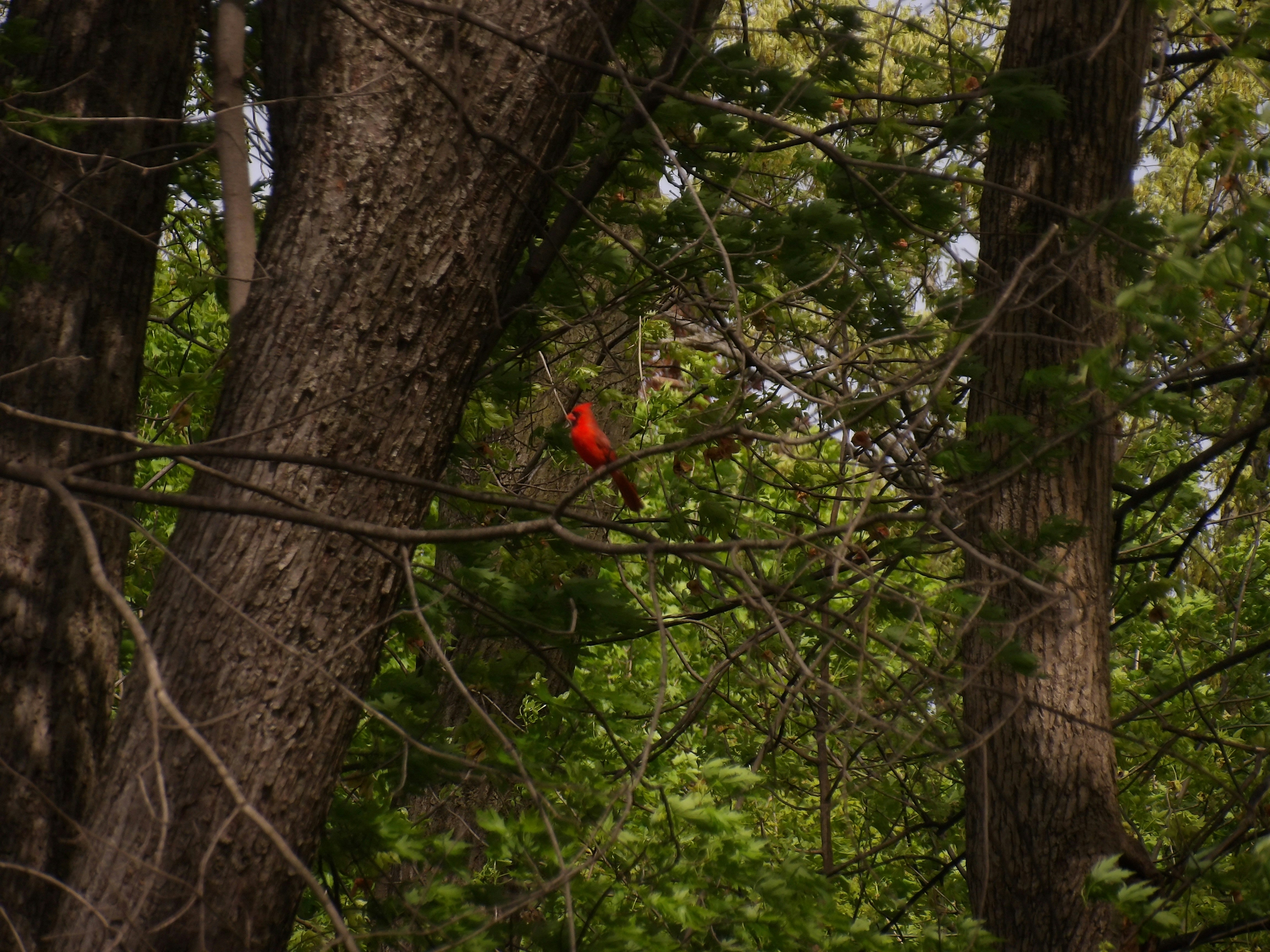 Bright red cardinal perched on a thin branch among dark pine trunks and lush green foliage.