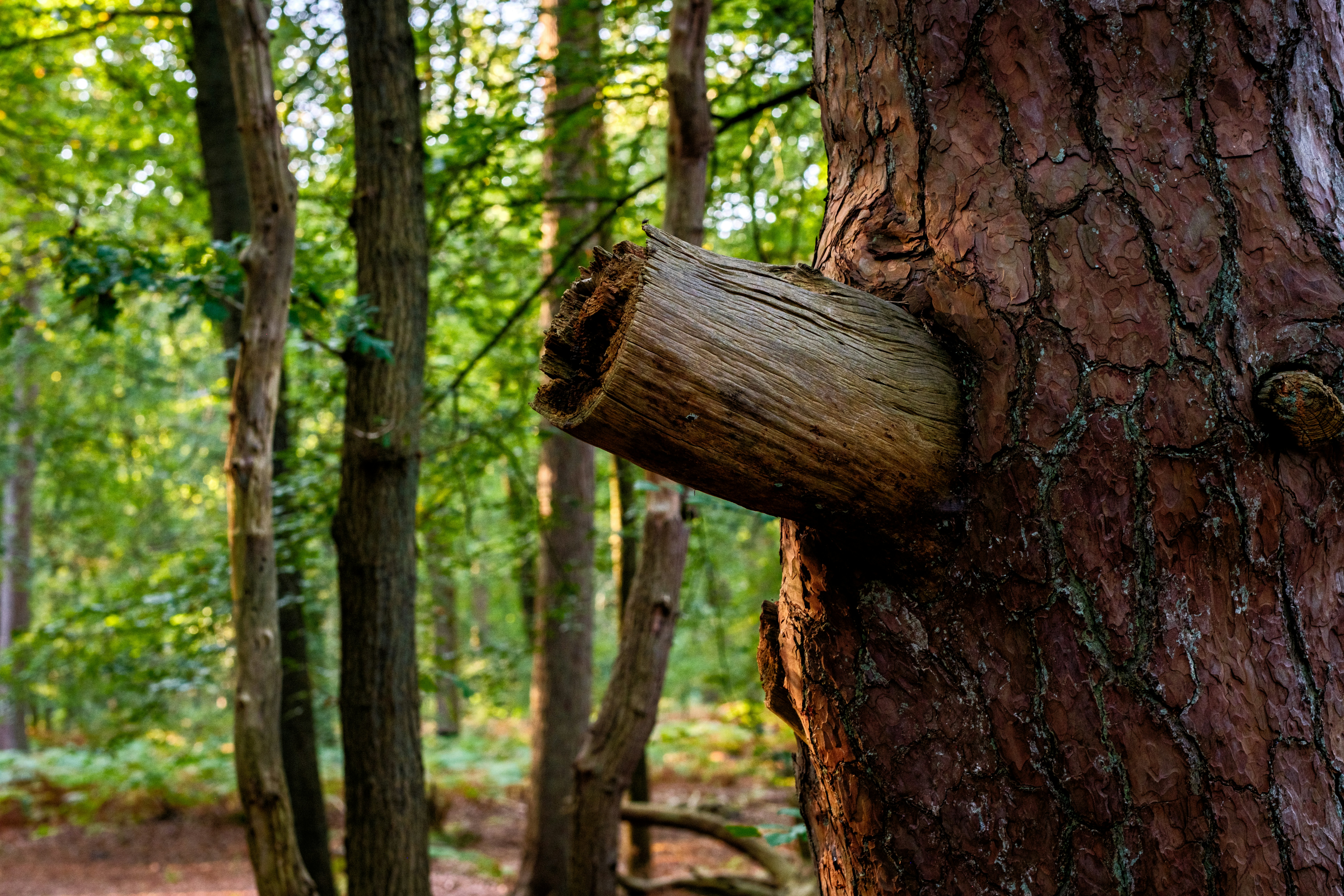 A tree that has been cut down in the woods photo – Free Forest Image on ...