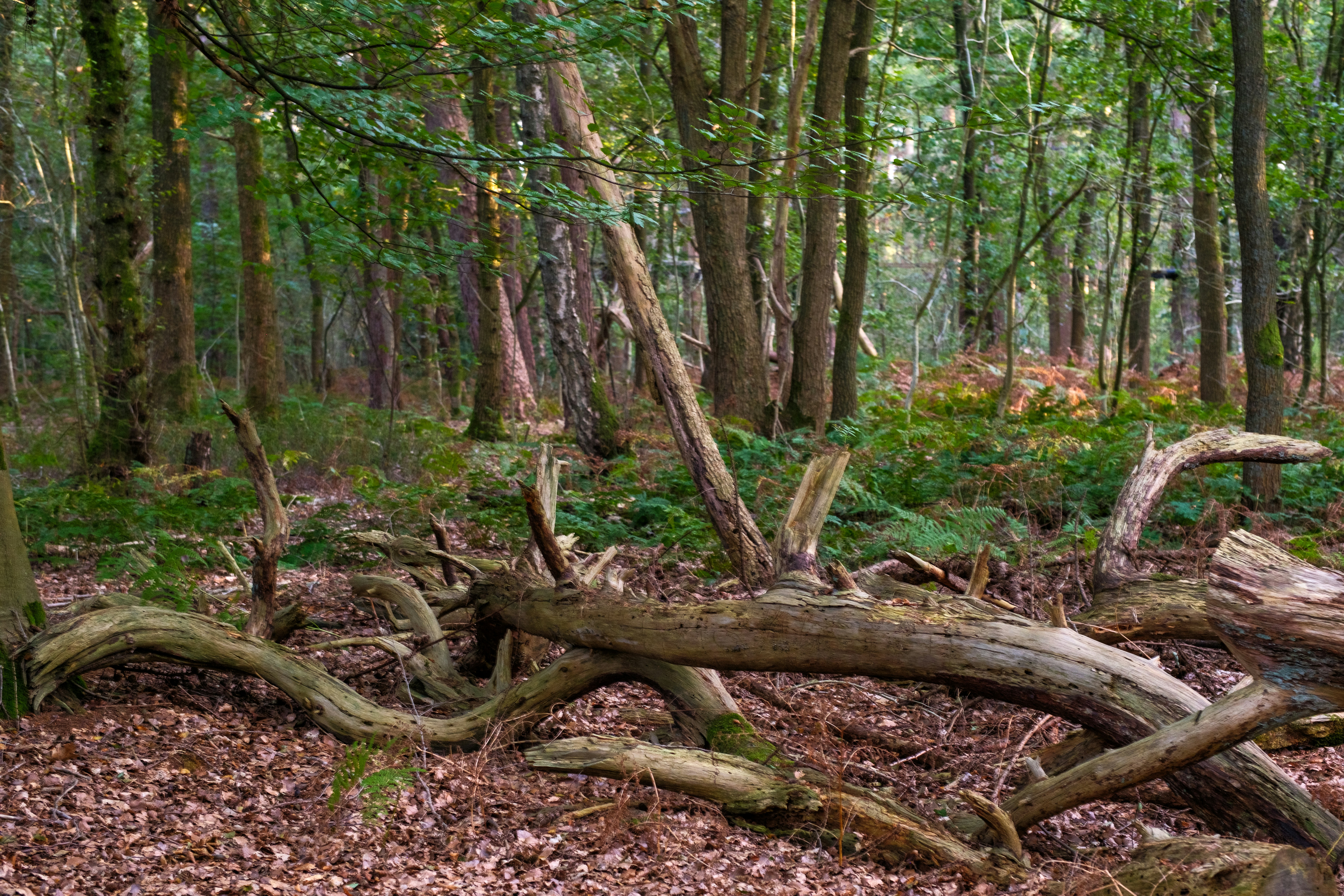 A bunch of trees that are in the woods photo – Free Forest Image on ...