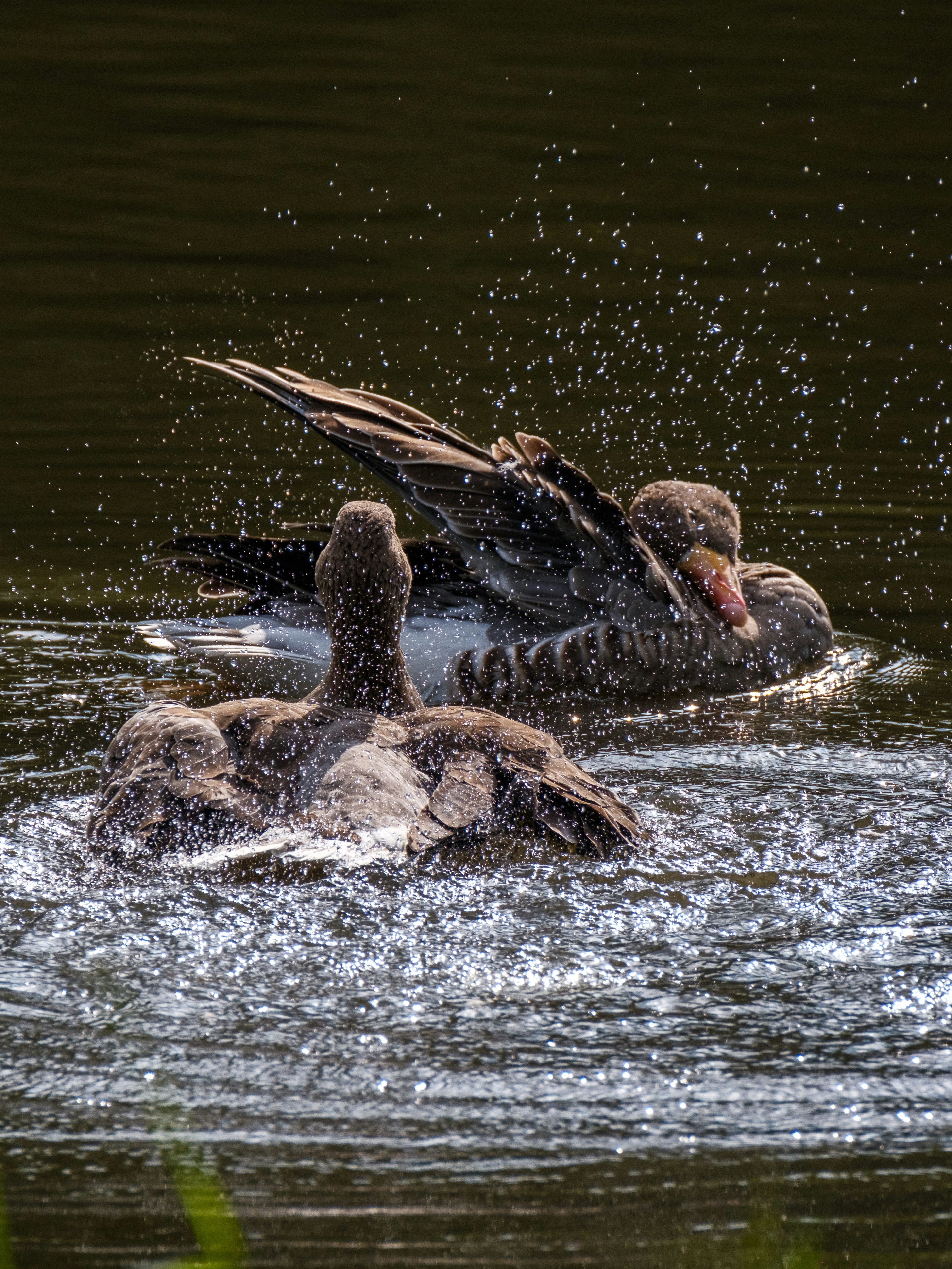 Splashing Ducks: A Moment of Winged Chaos on River Surface