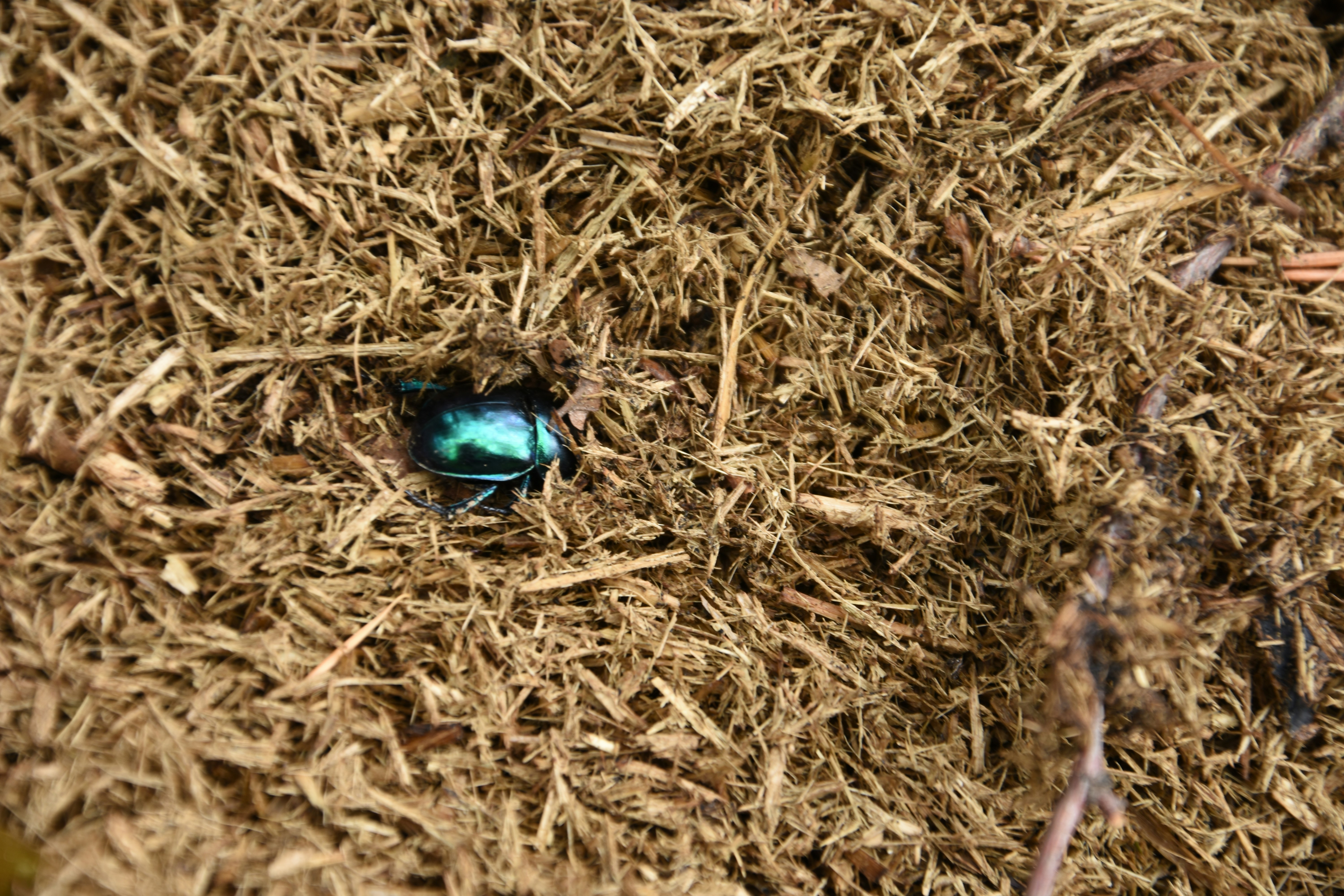 A small blue bug sitting on top of dry grass photo – Free Dung beetle ...