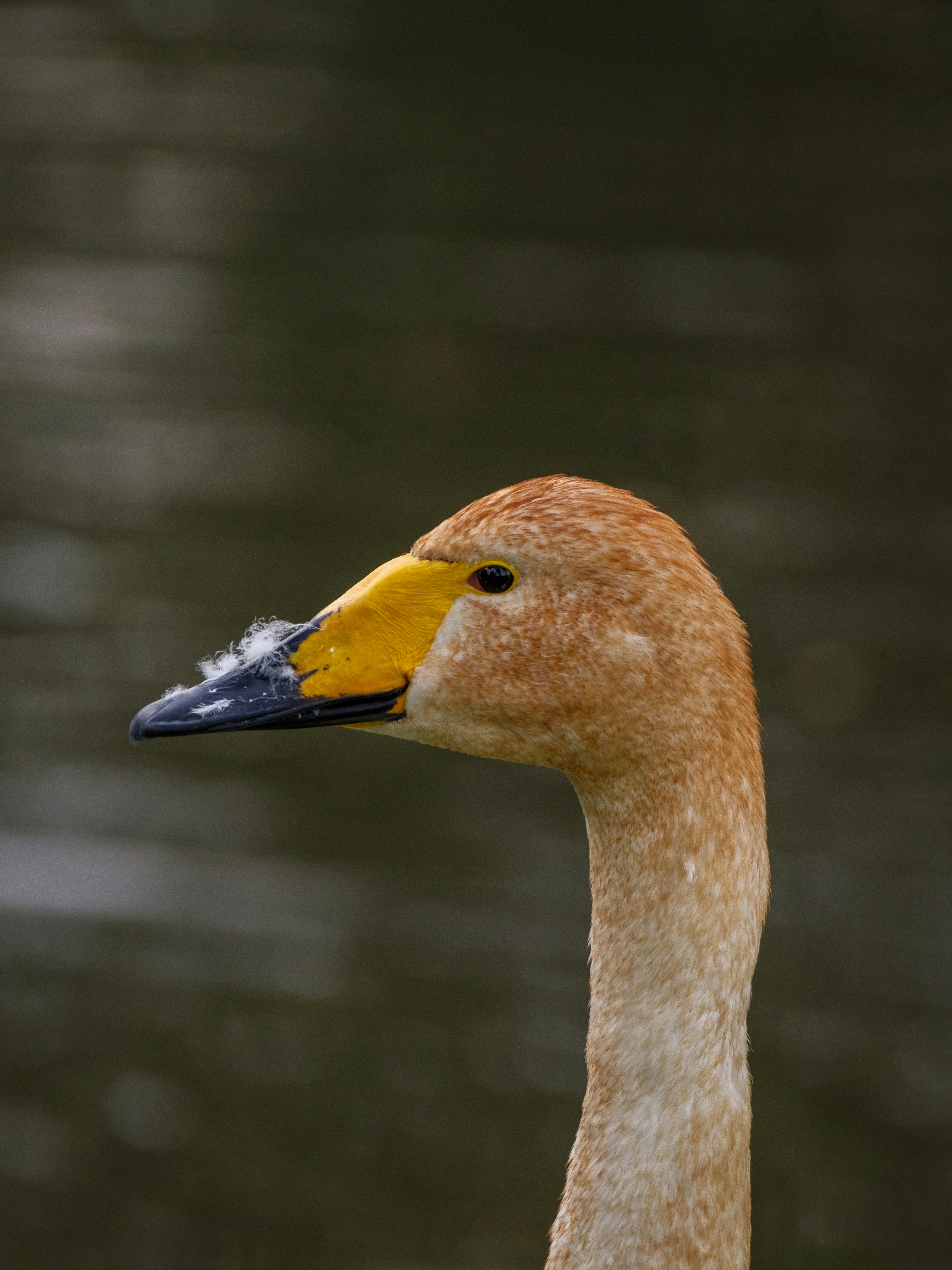 Close-Up of a Swansong: Yellow Beak and Curious Gaze
