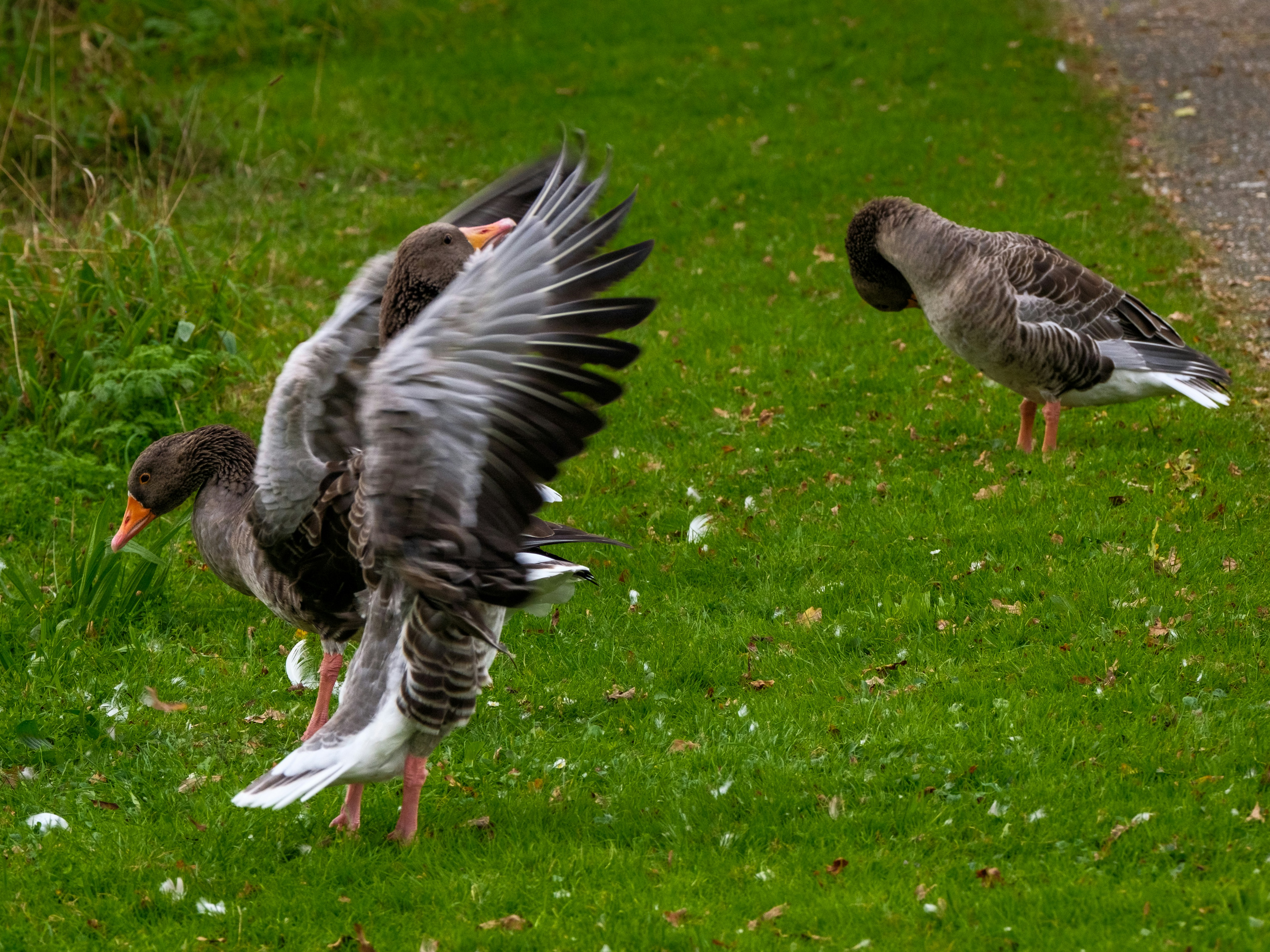 Winged Display on a Quiet Green Verge