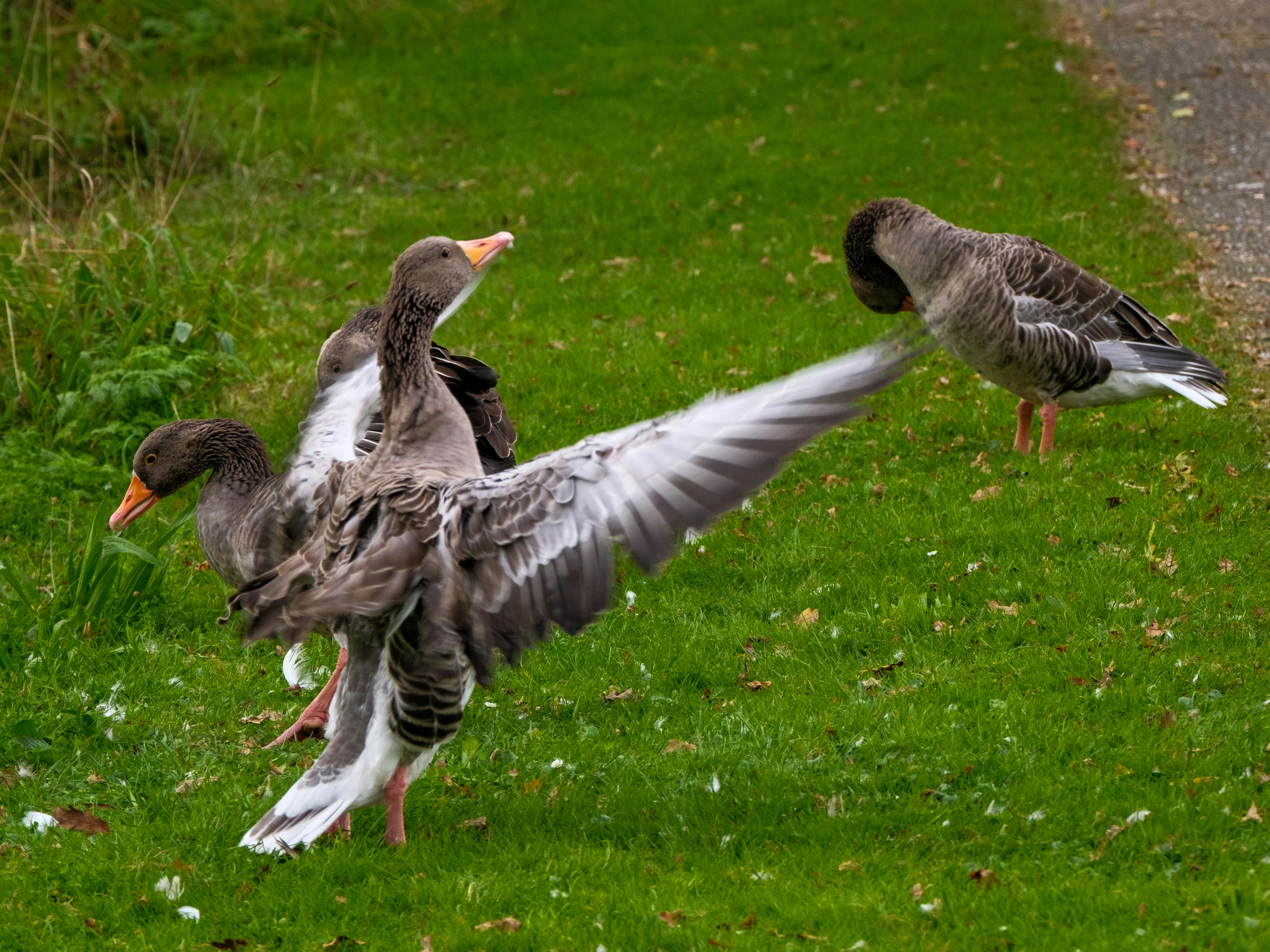 Winged Interlude: Geese in Motion on a Green Park Lawn