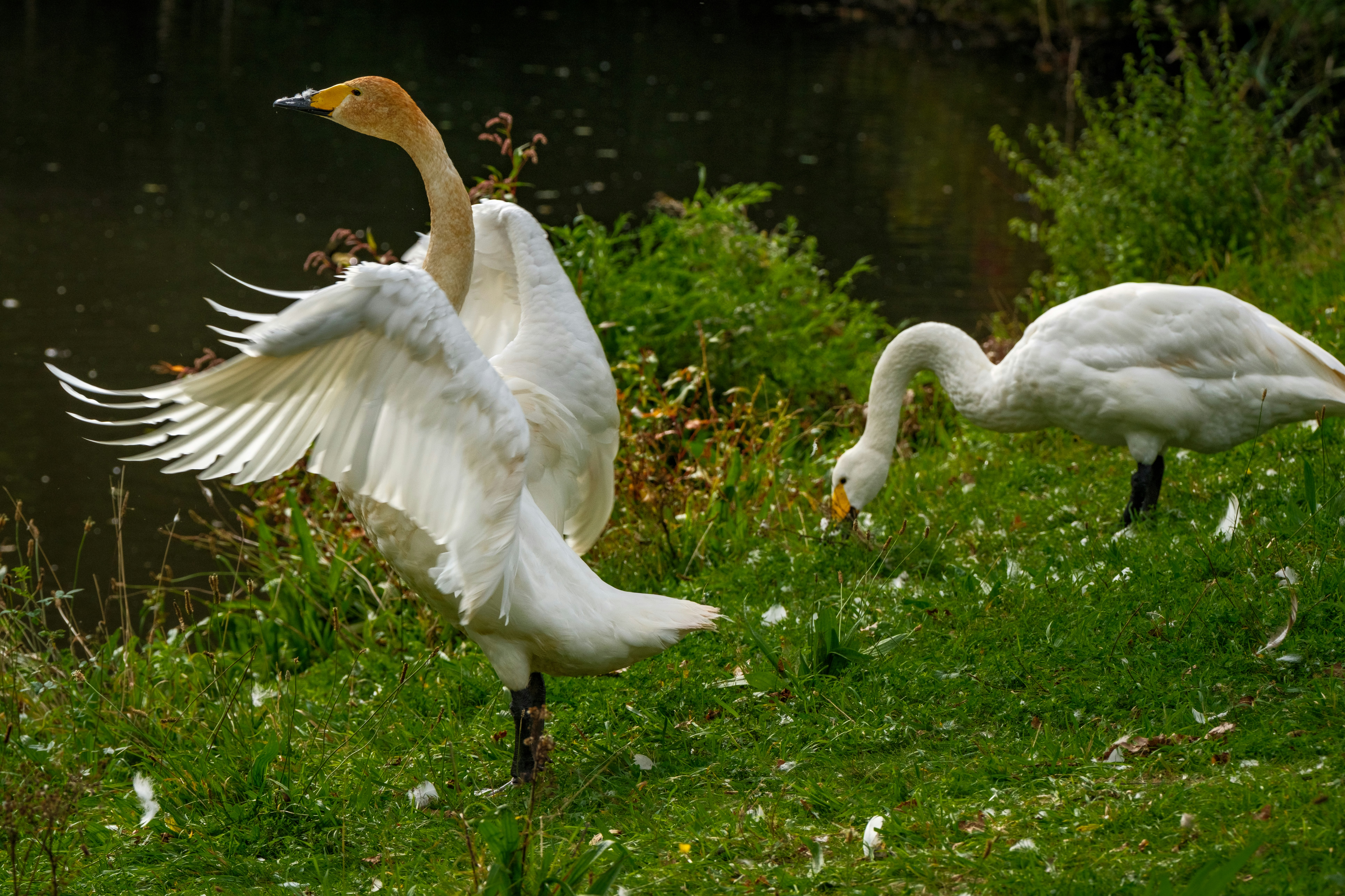 a swan waving his wings 3
