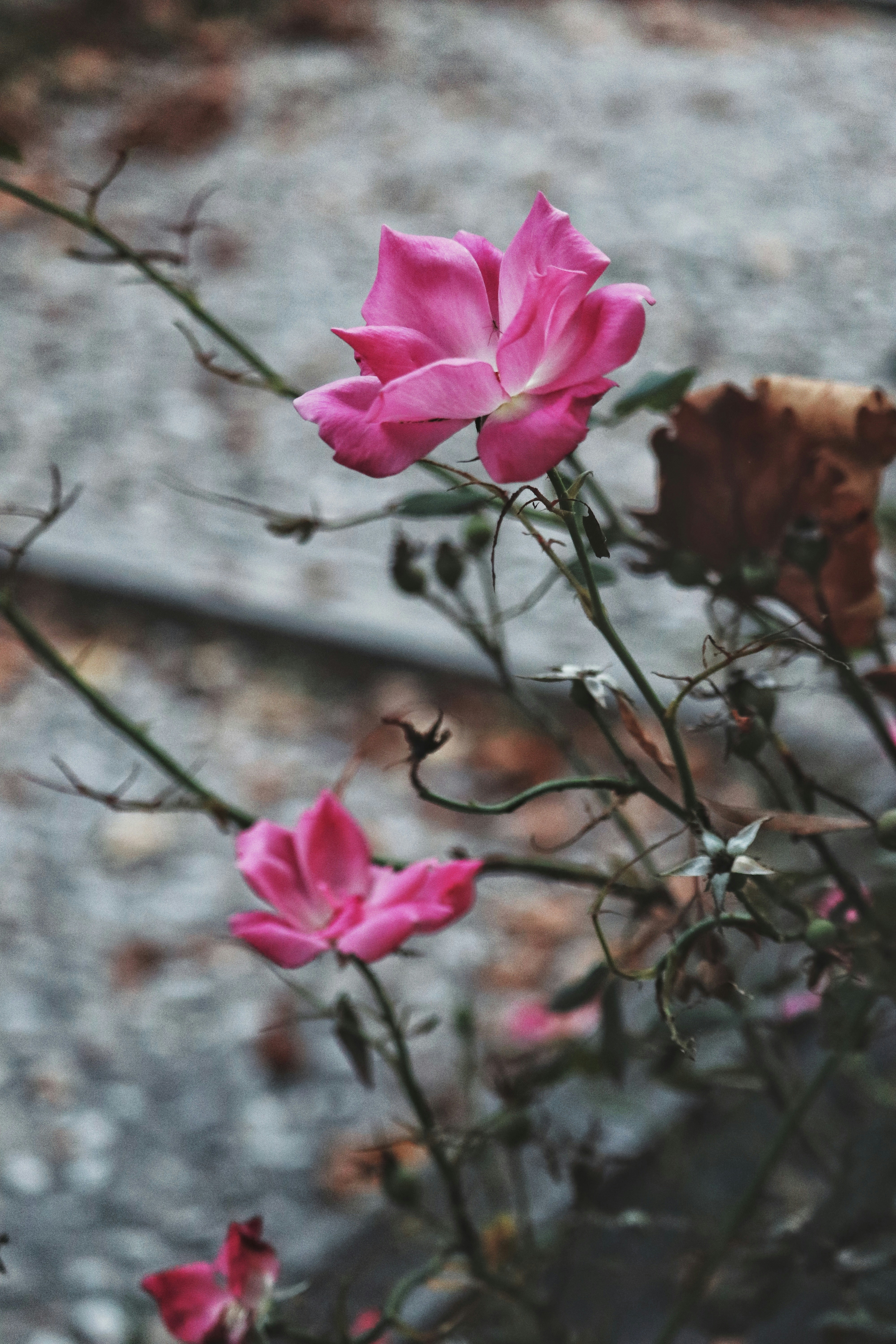 Pink Rose on a Tangled Stem: A Quiet Bloom Against Gravel