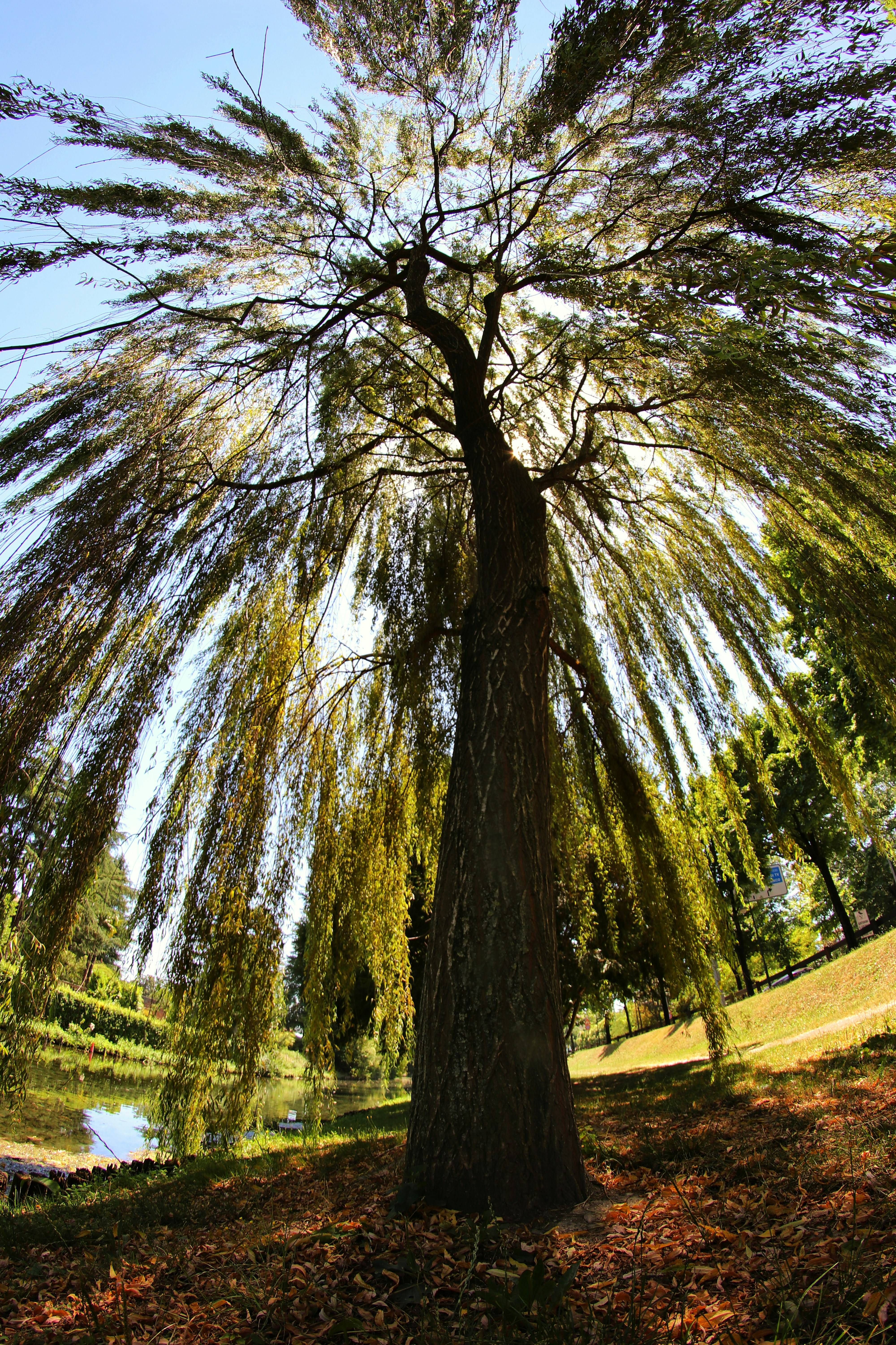 A large tree in the middle of a park photo – Free Forest Image on Unsplash