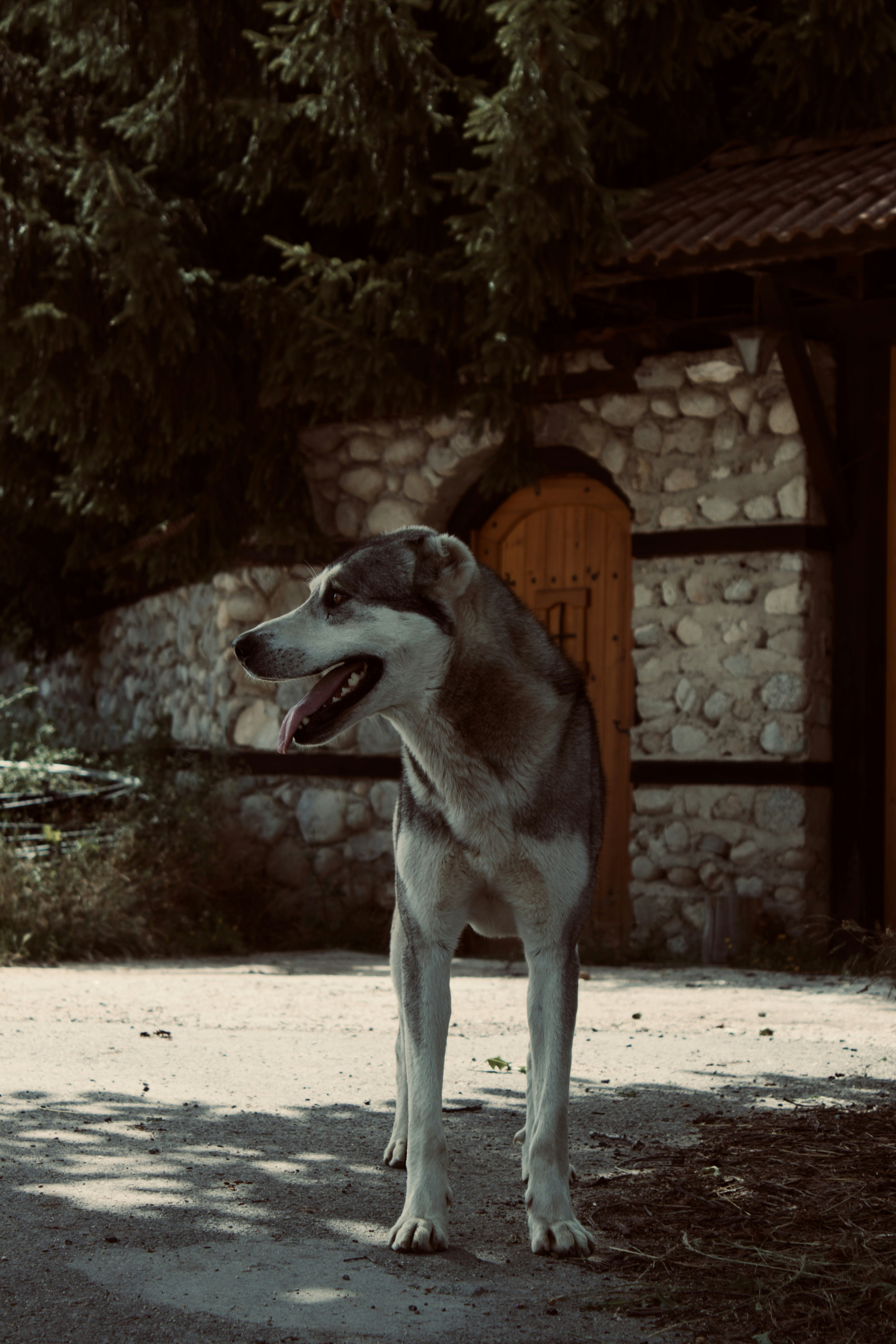 Lone Hound by a Stone Arch in Dappled Shade