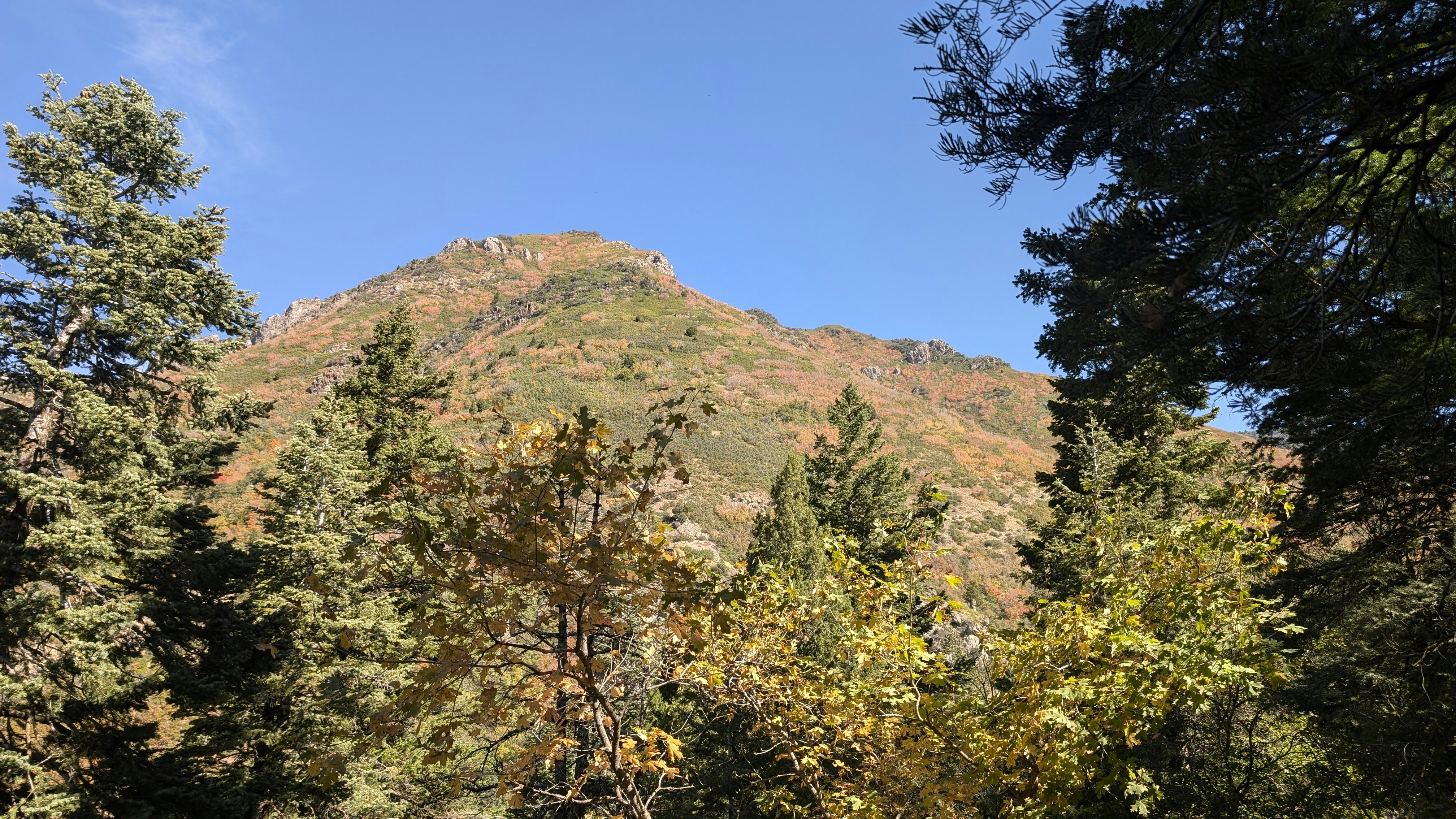 Sunlit Summit Framed by Autumn Pines