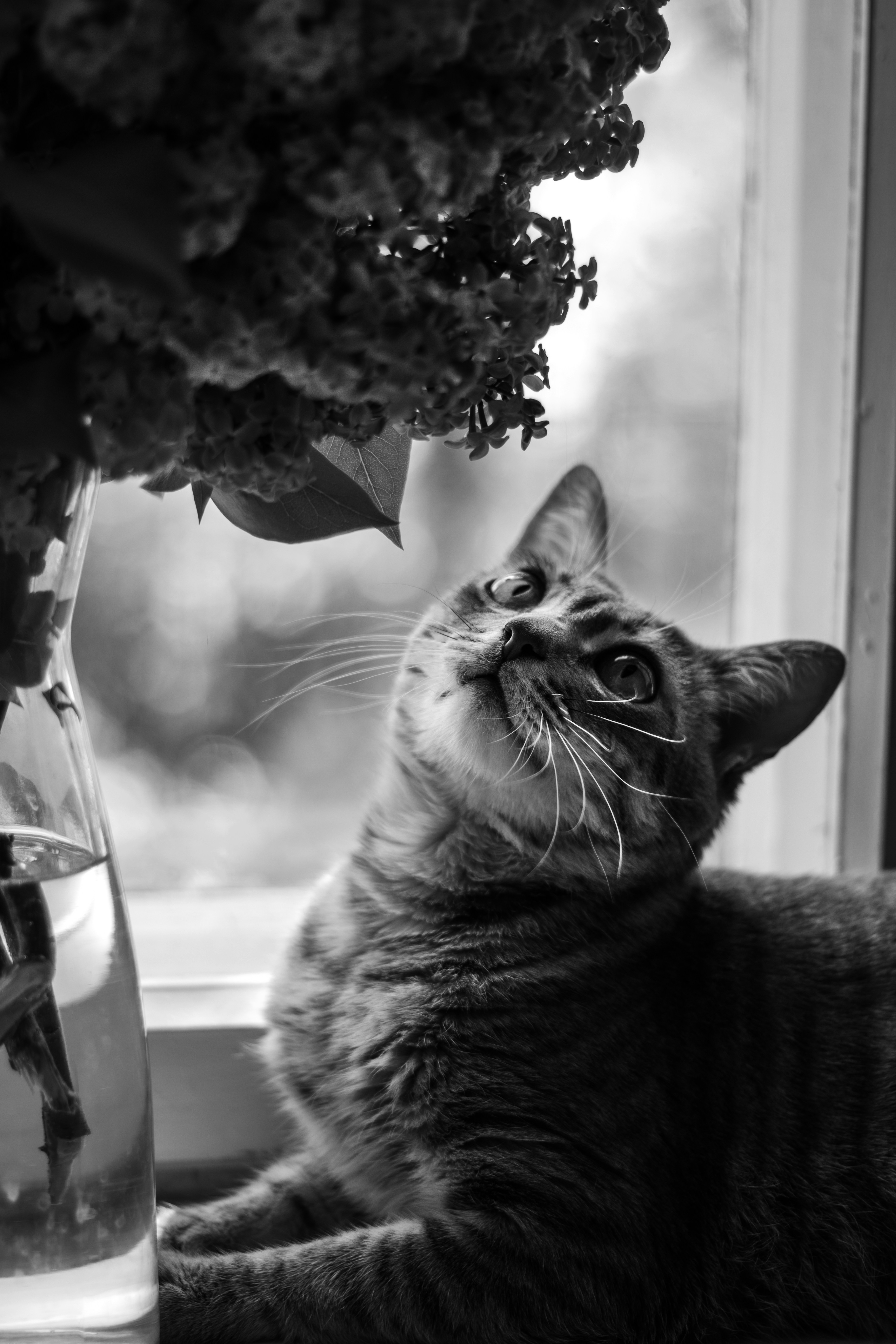 Whiskers Under Hydrangeas: A Window-Side Moment
