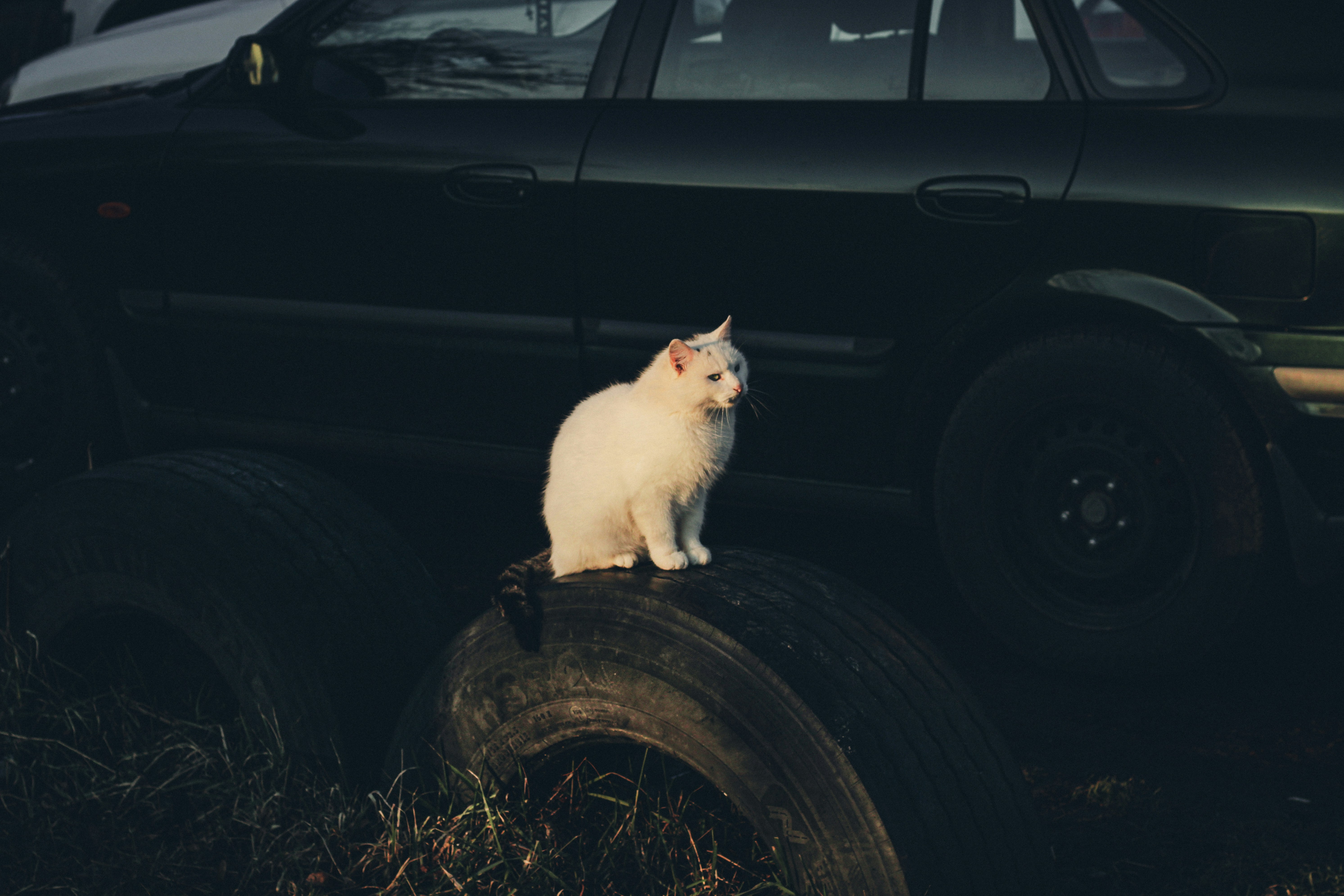 Solitary White Cat on a Weathered Tire Beside a Silent Car at Dusk