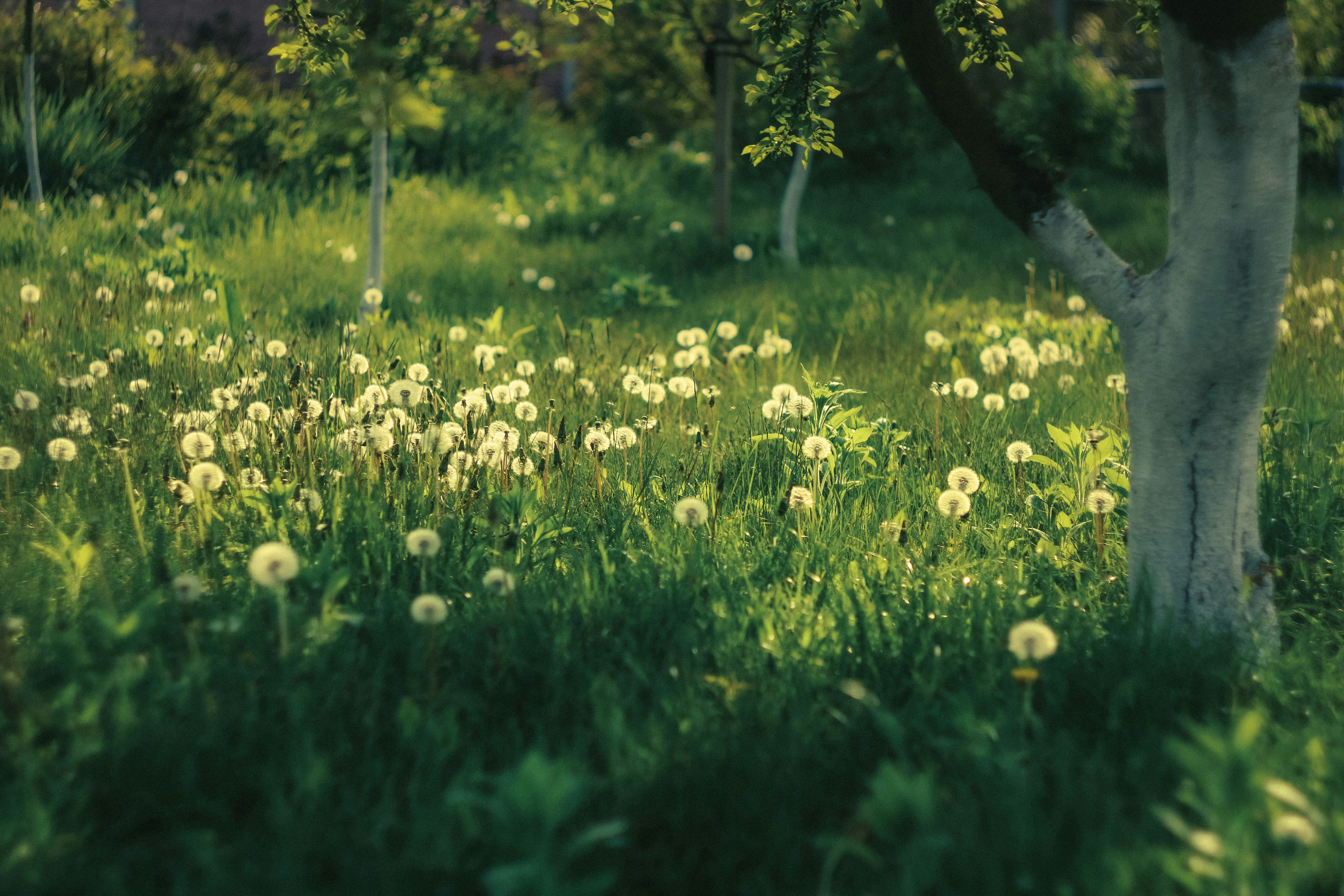 Dandelion Meadow in Dappled Afternoon Light