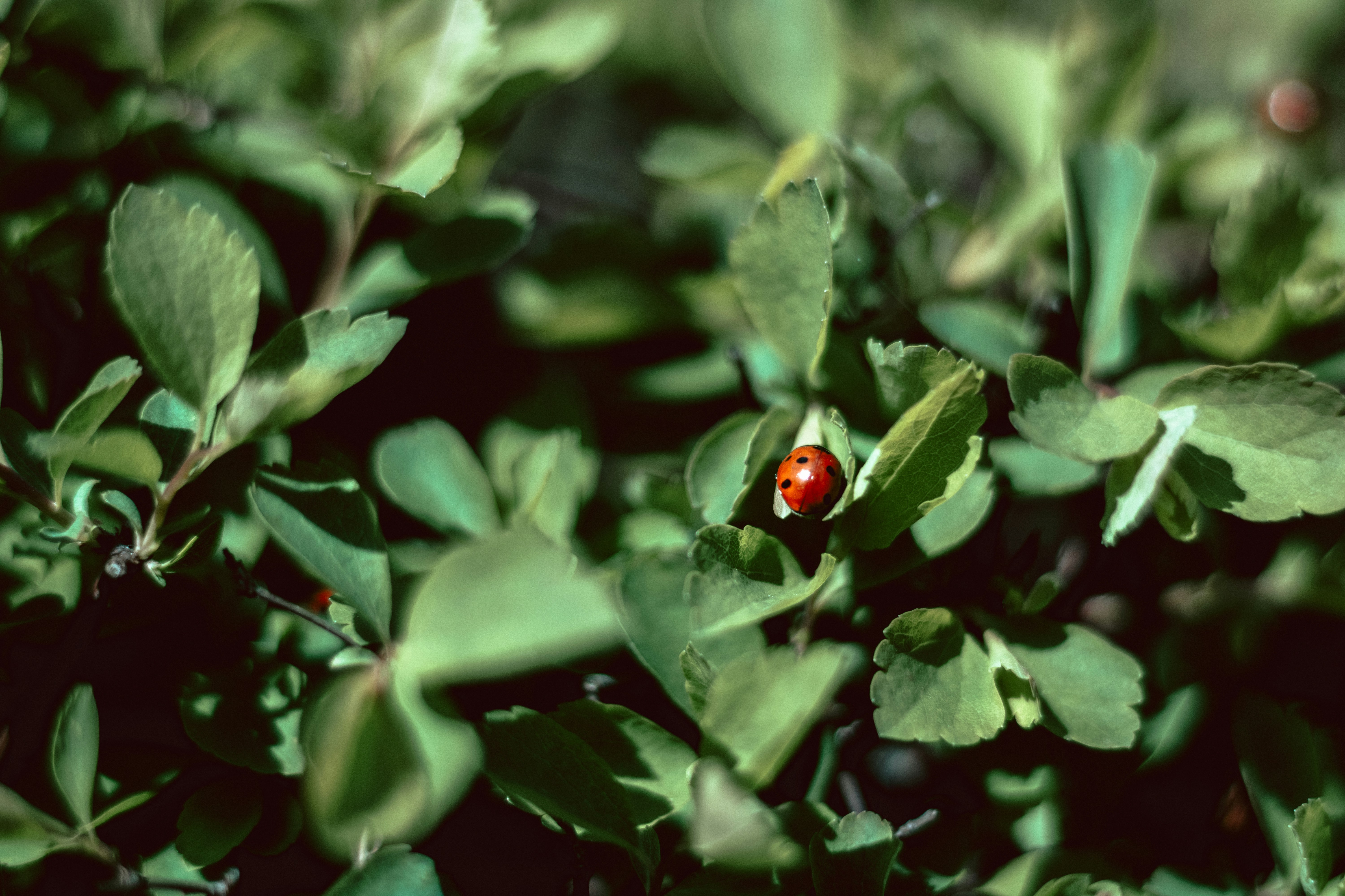 A small red bug sitting on top of a green bush photo – Free Macro Image ...
