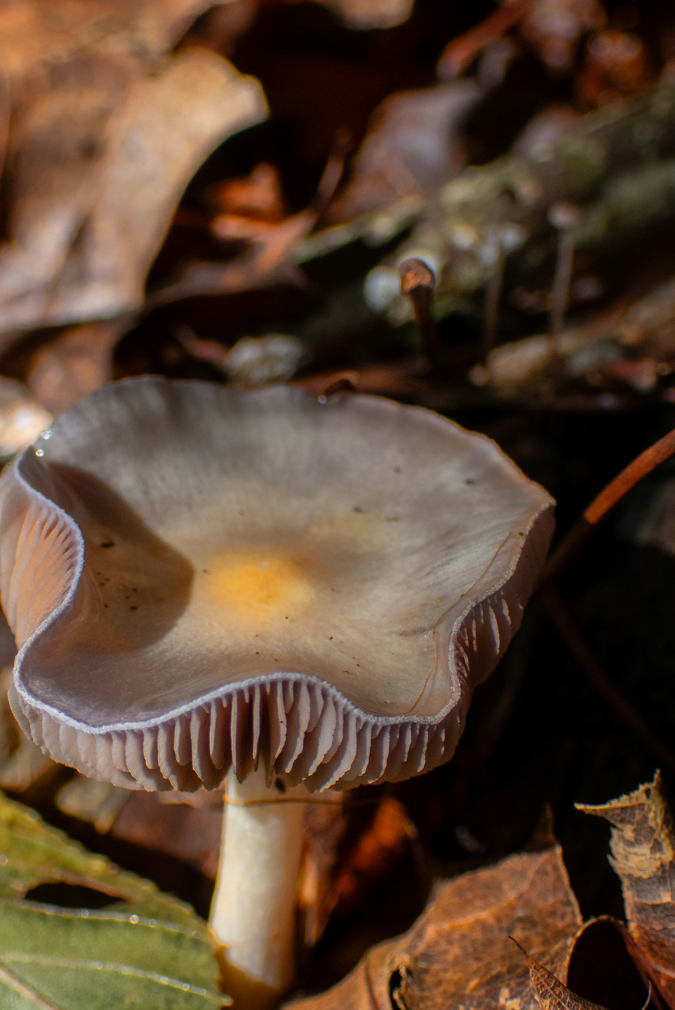 Close-up photograph of a pale gray mushroom with delicate gills, growing from leaf litter on the forest floor.