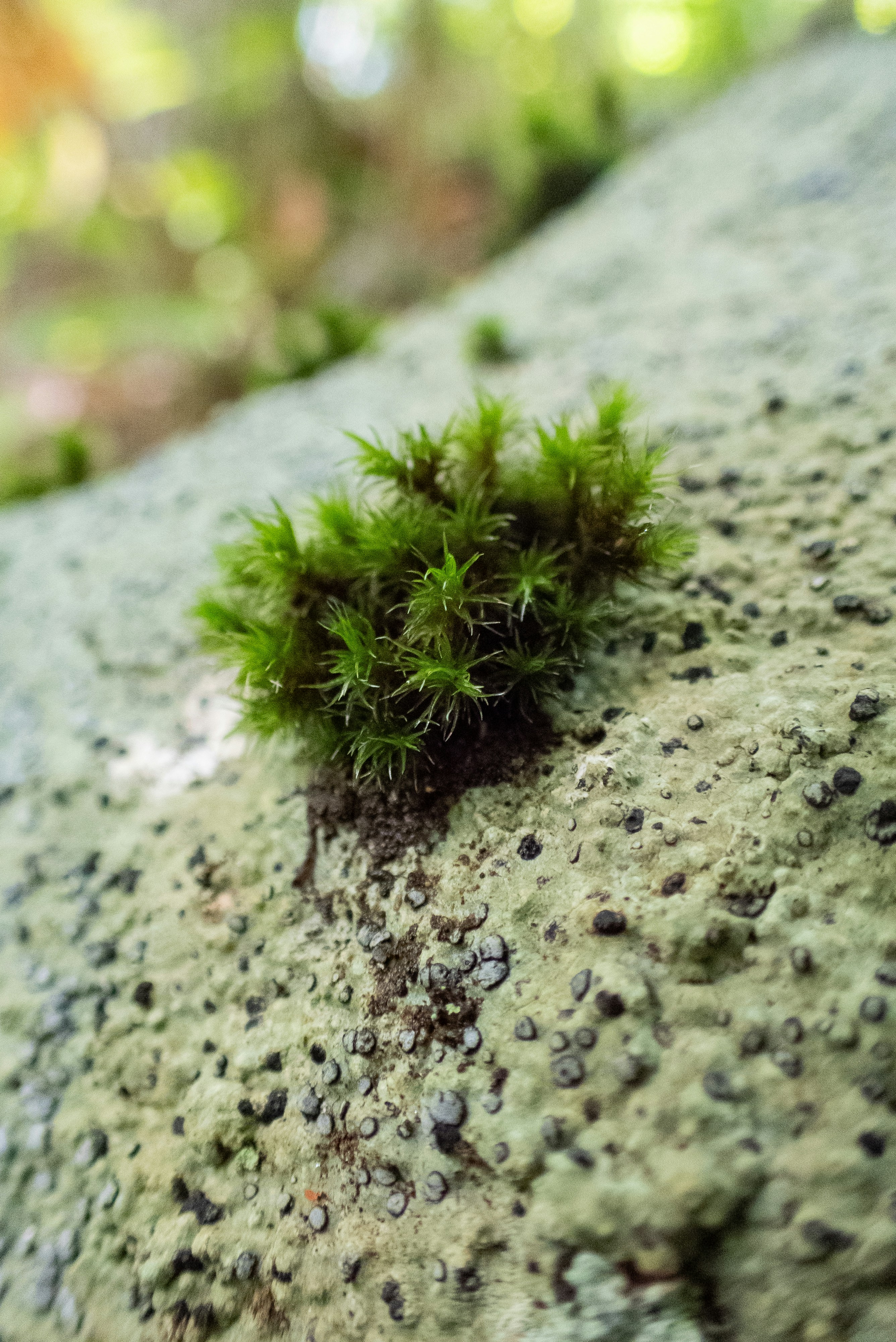 Photo by Attalie Hart with Olympus Tough TG-7