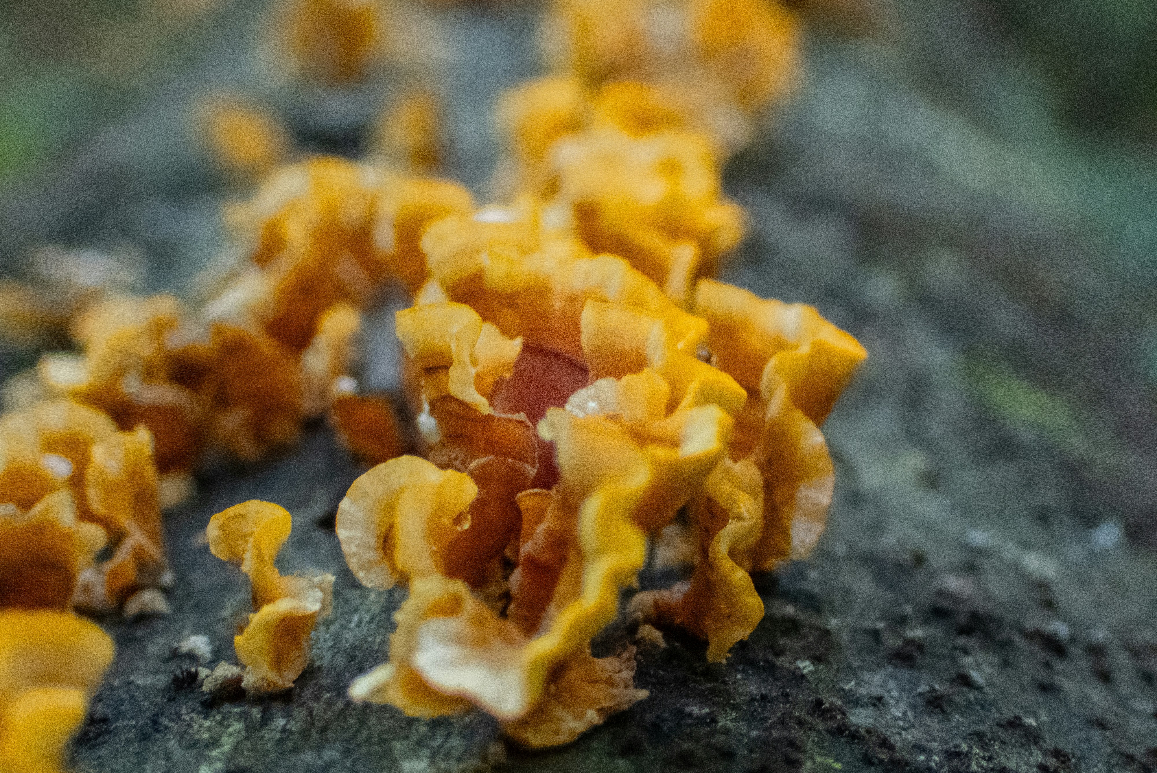 Macro photograph of yellow-orange cup fungi clinging to a textured rock. The shallow depth of field isolates the foreground.