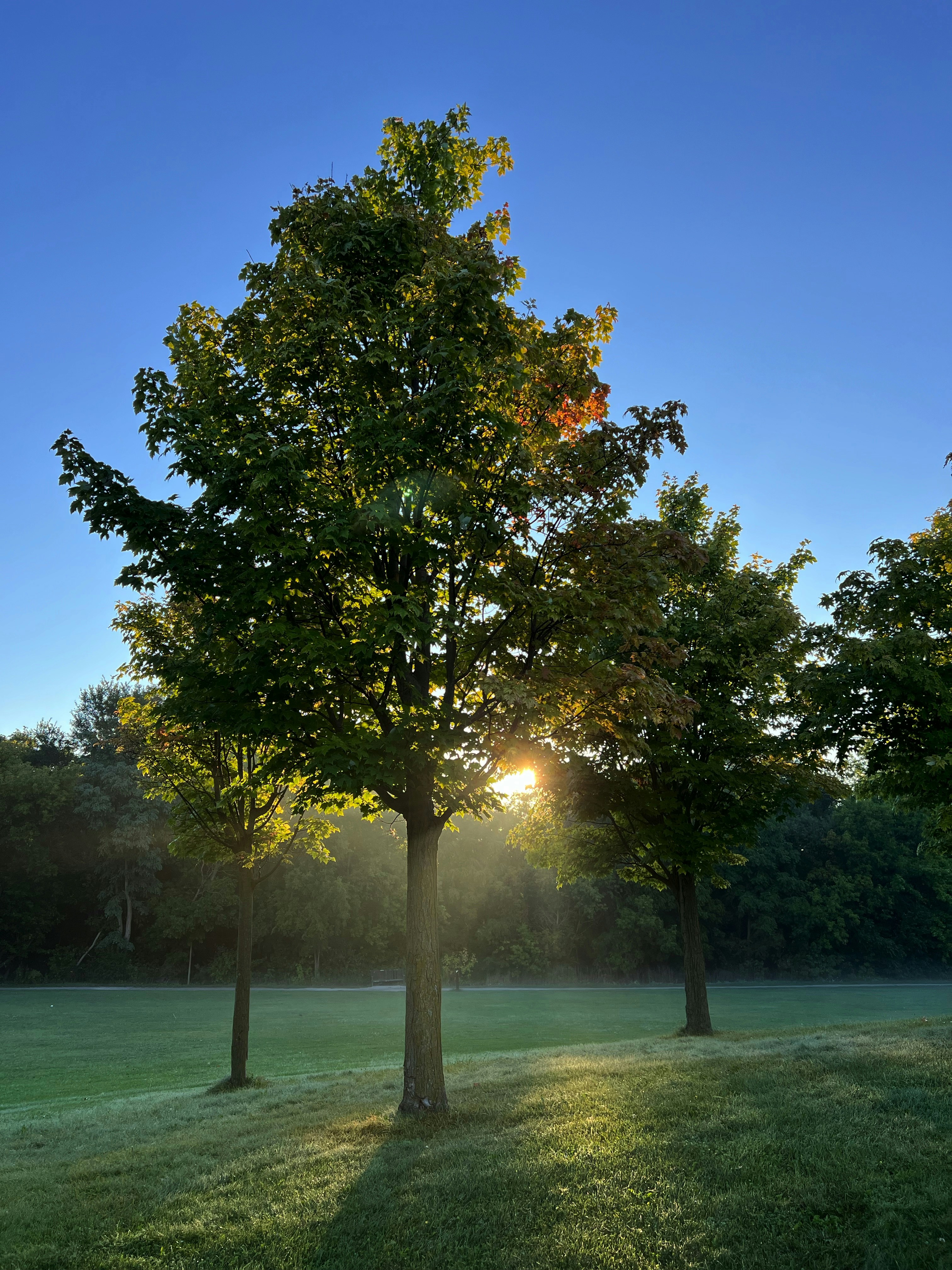 Sunburst Through the Canopy: A Quiet Park Moment