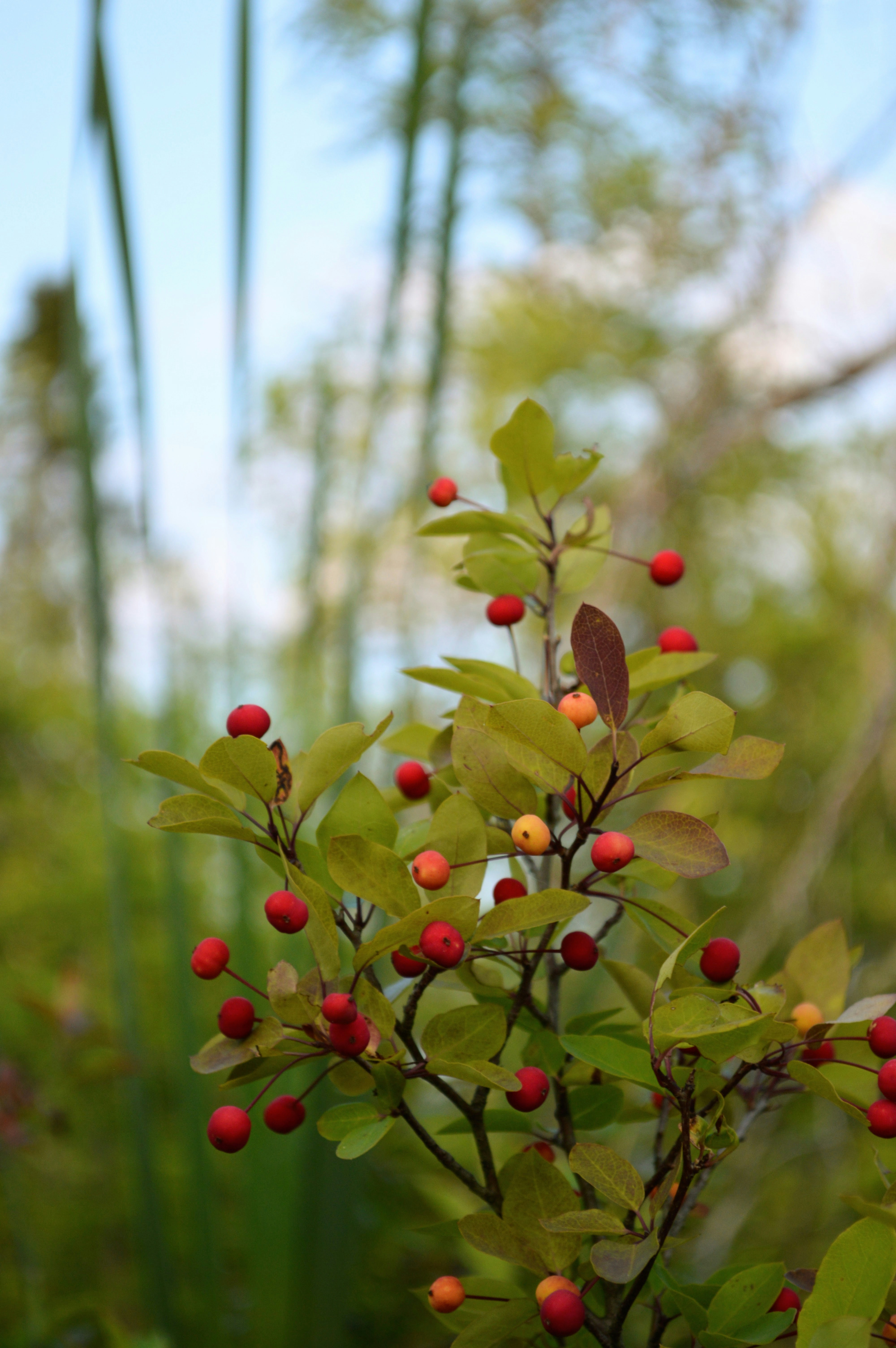Scarlet Berries in Focus on a Sunlit Shrub, with Soft Reeds Behind